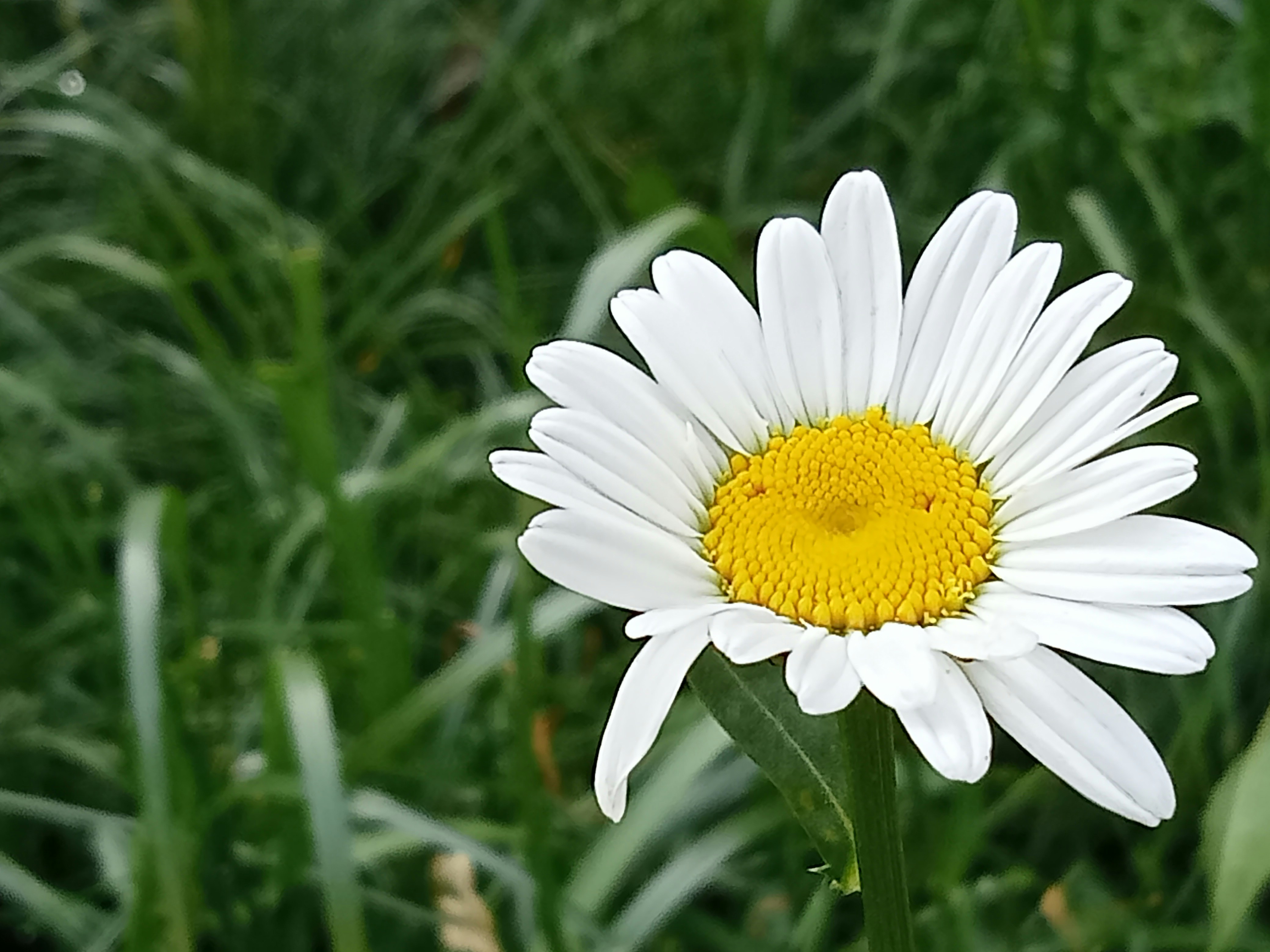 A beautiful daisy flower blooming in green grass.