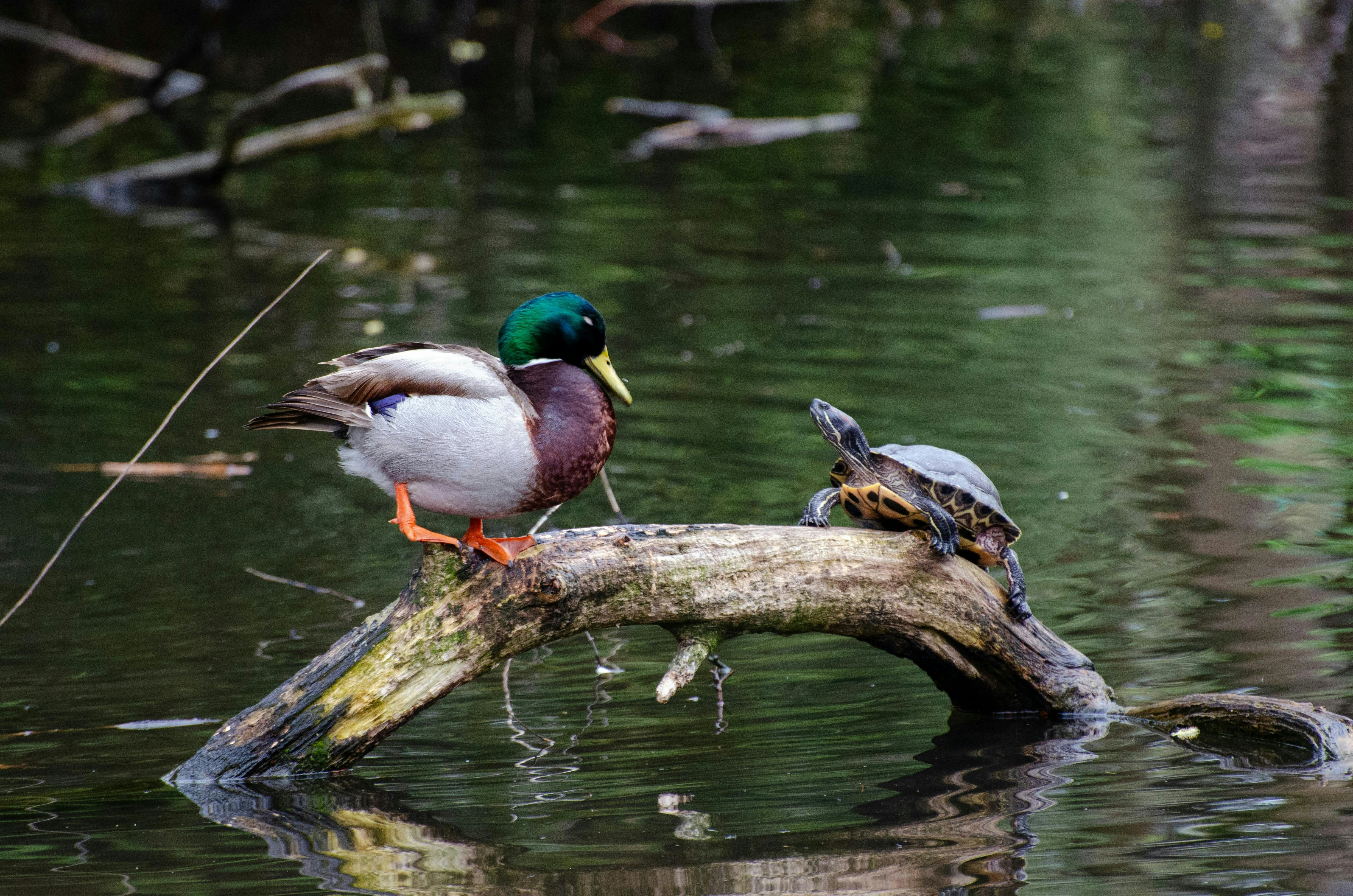 A duck and turtle share a log. photo – Free Animal Image on Unsplash