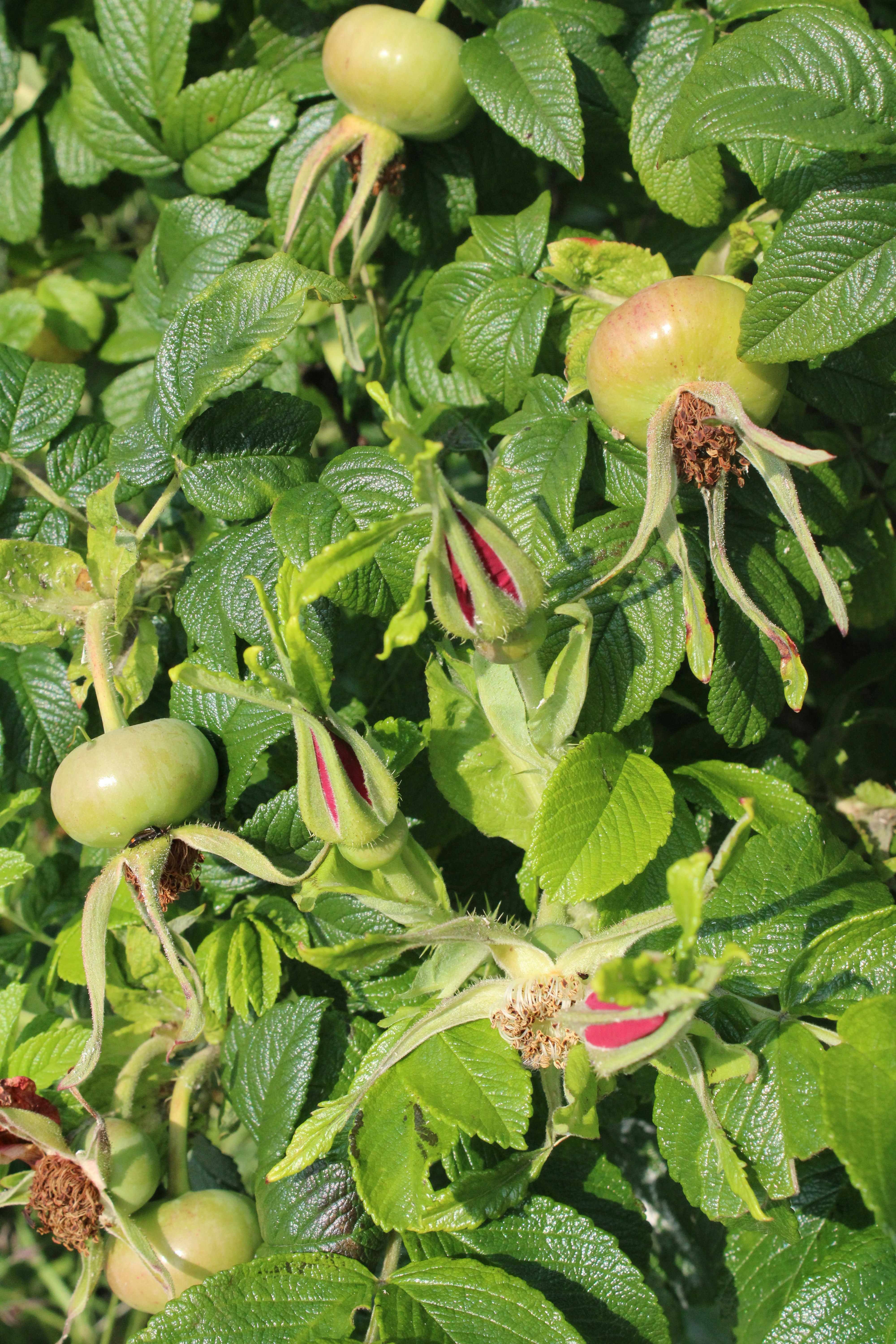 Green-Ripened Mystery: A Rosehip Symposium Among Glossy Leaves