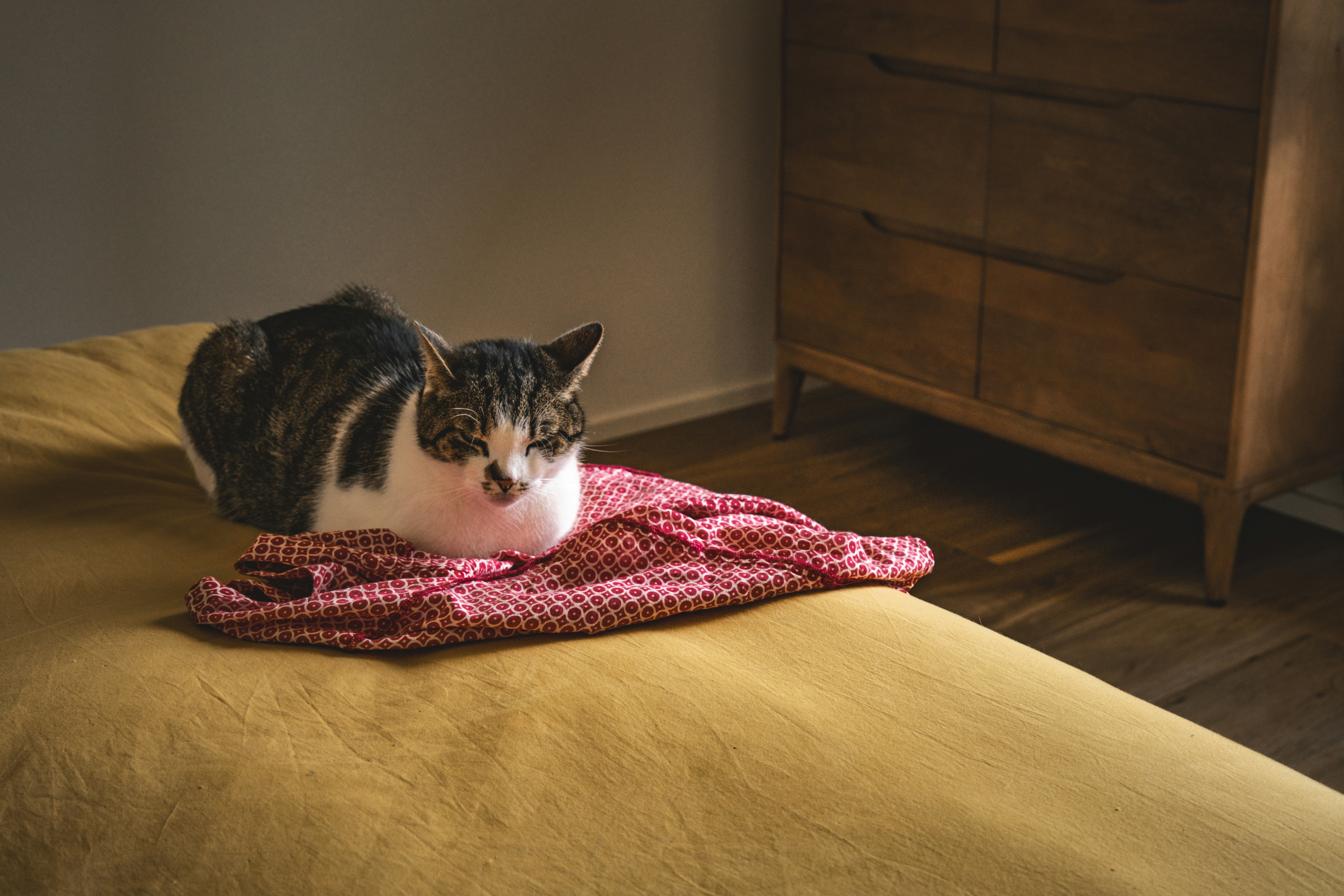 Whiskered Serenity on a Cozy Canvas