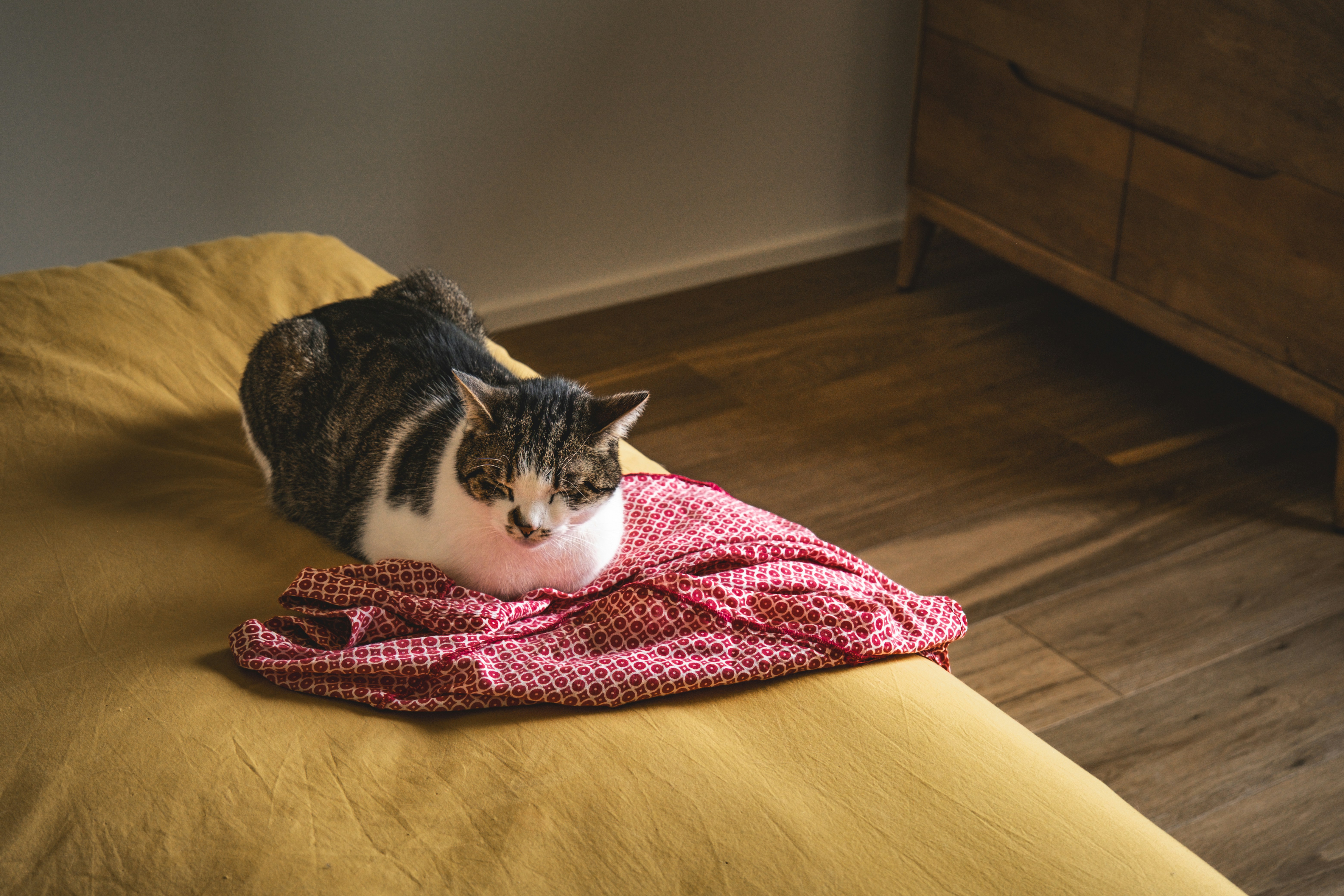 The Cozy Guardian of the Quilt