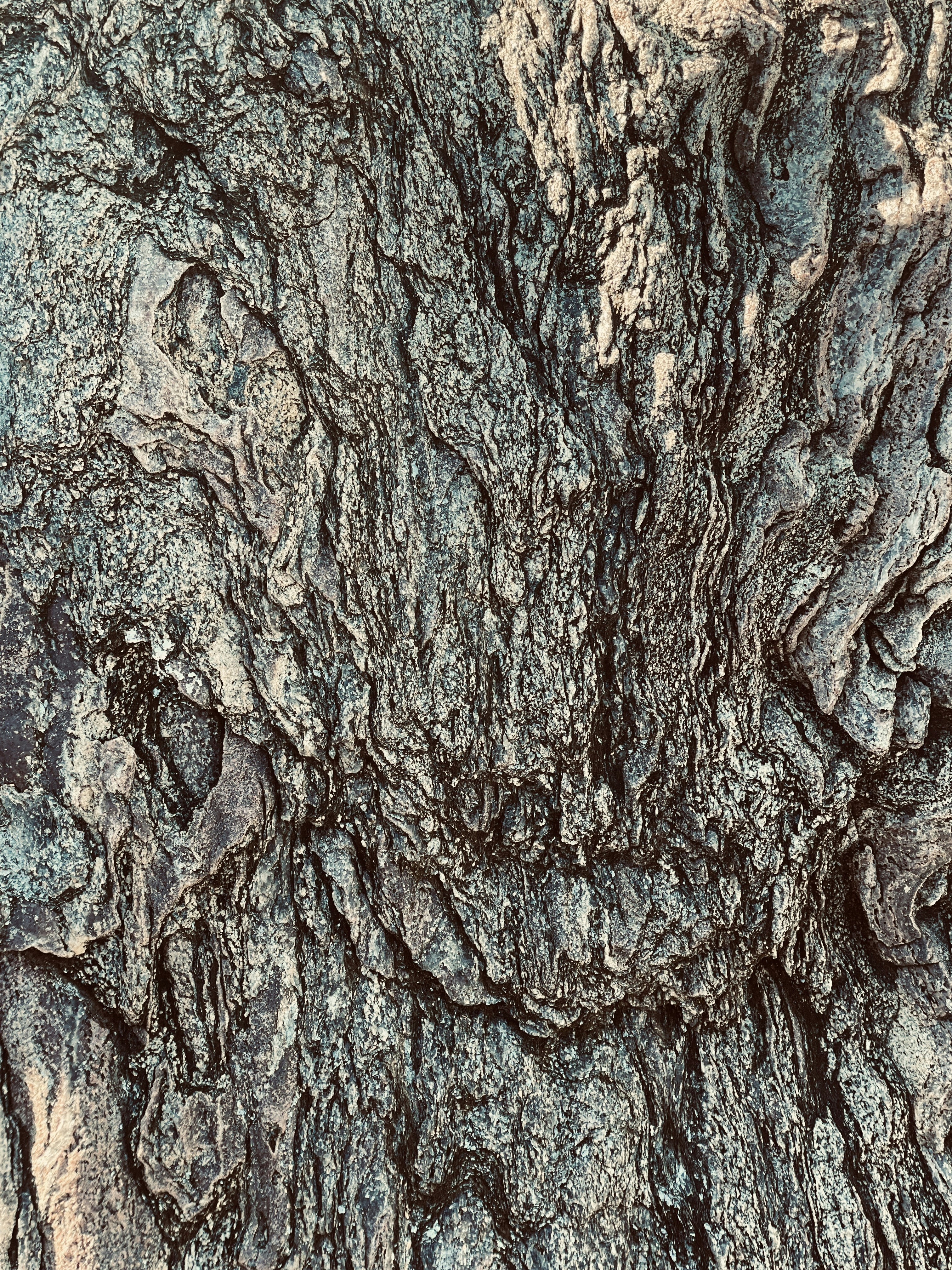 Nature's Textured Canvas: The Art of Bark