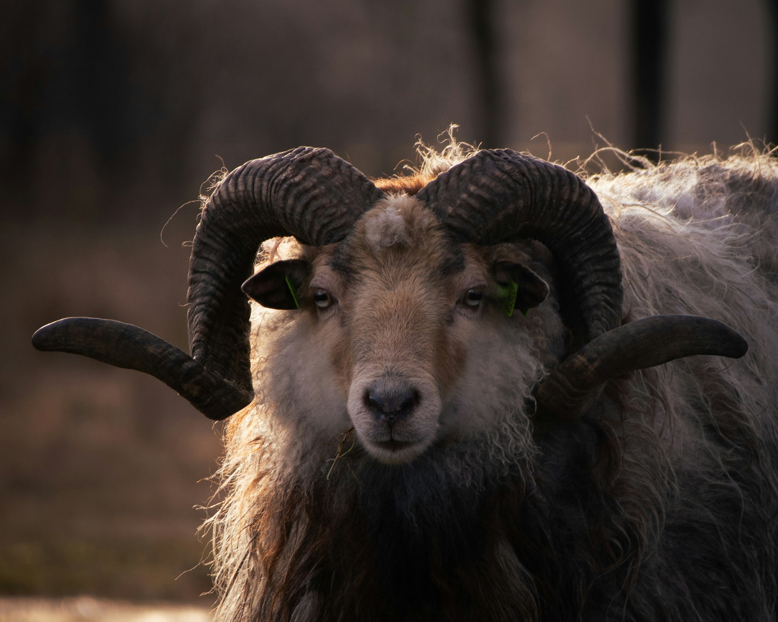 Majestic Ram: Guardian of the Highlands