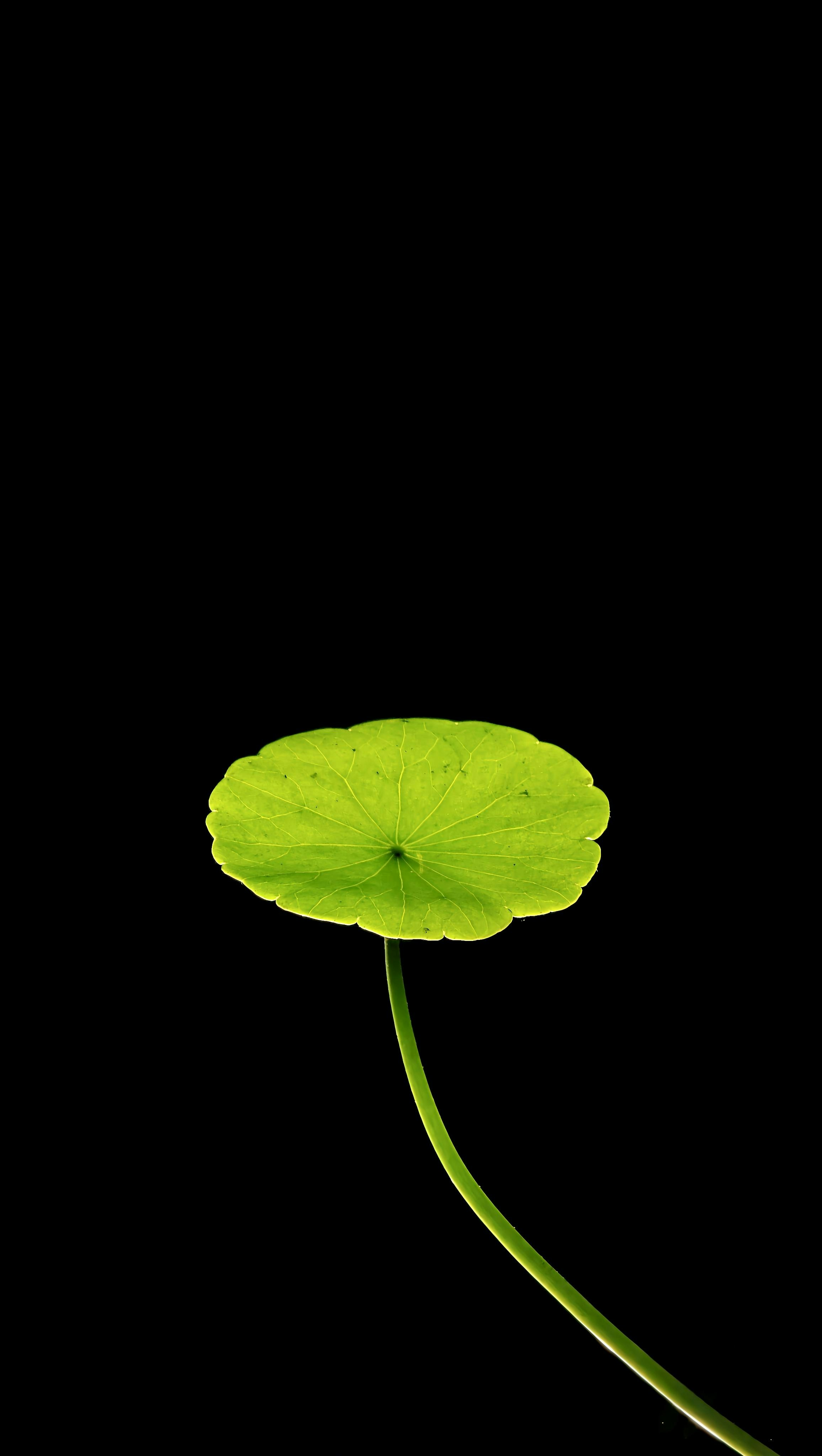 A solitary green leaf with a slender stem stands out against a deep black background, highlighting its intricate texture and vibrant color.
