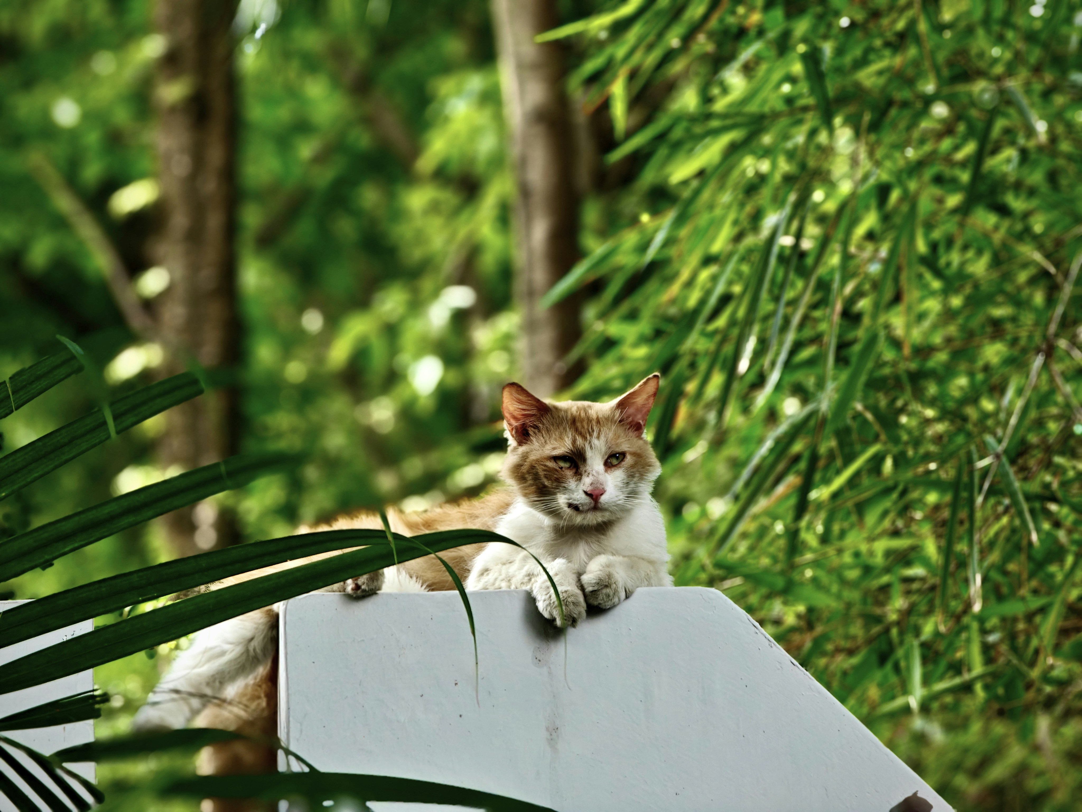 A relaxed cat lounging on a fence, framed by vibrant green foliage and bamboo. Its calm demeanor contrasts with the lively background.