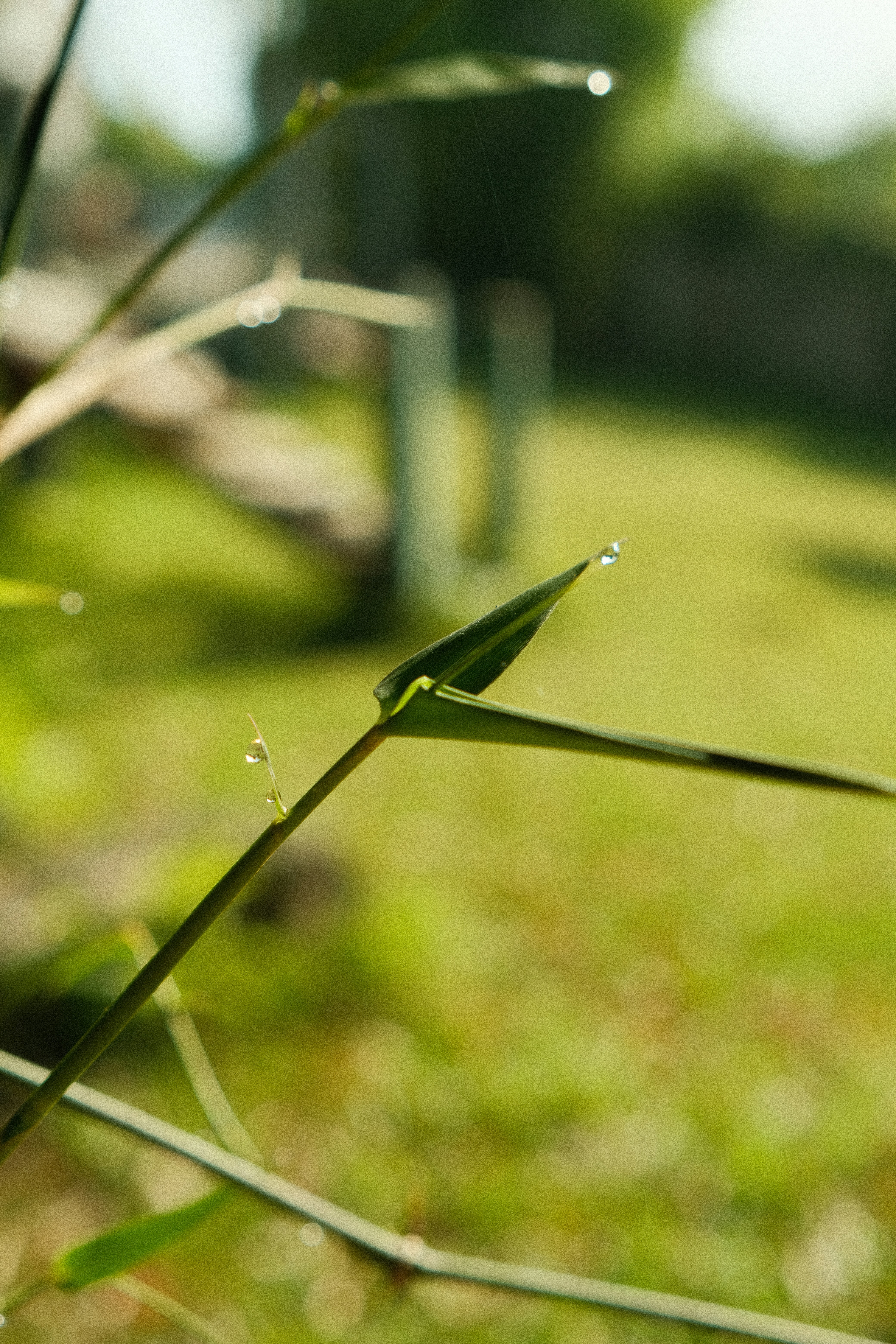 Morning Dew on Nature's Edge