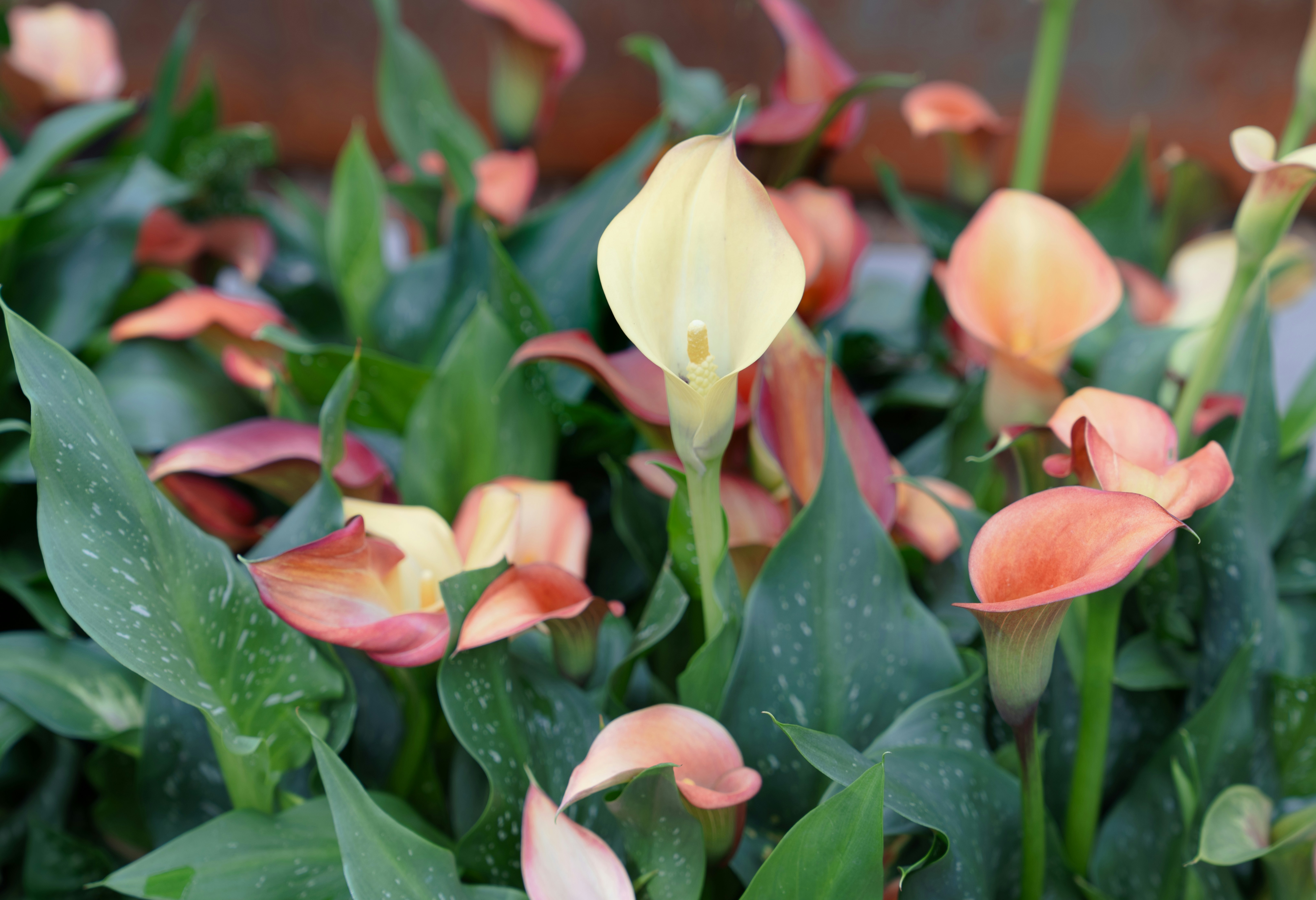 Colorful calla lilies bloom amidst lush green leaves. photo – Free ...