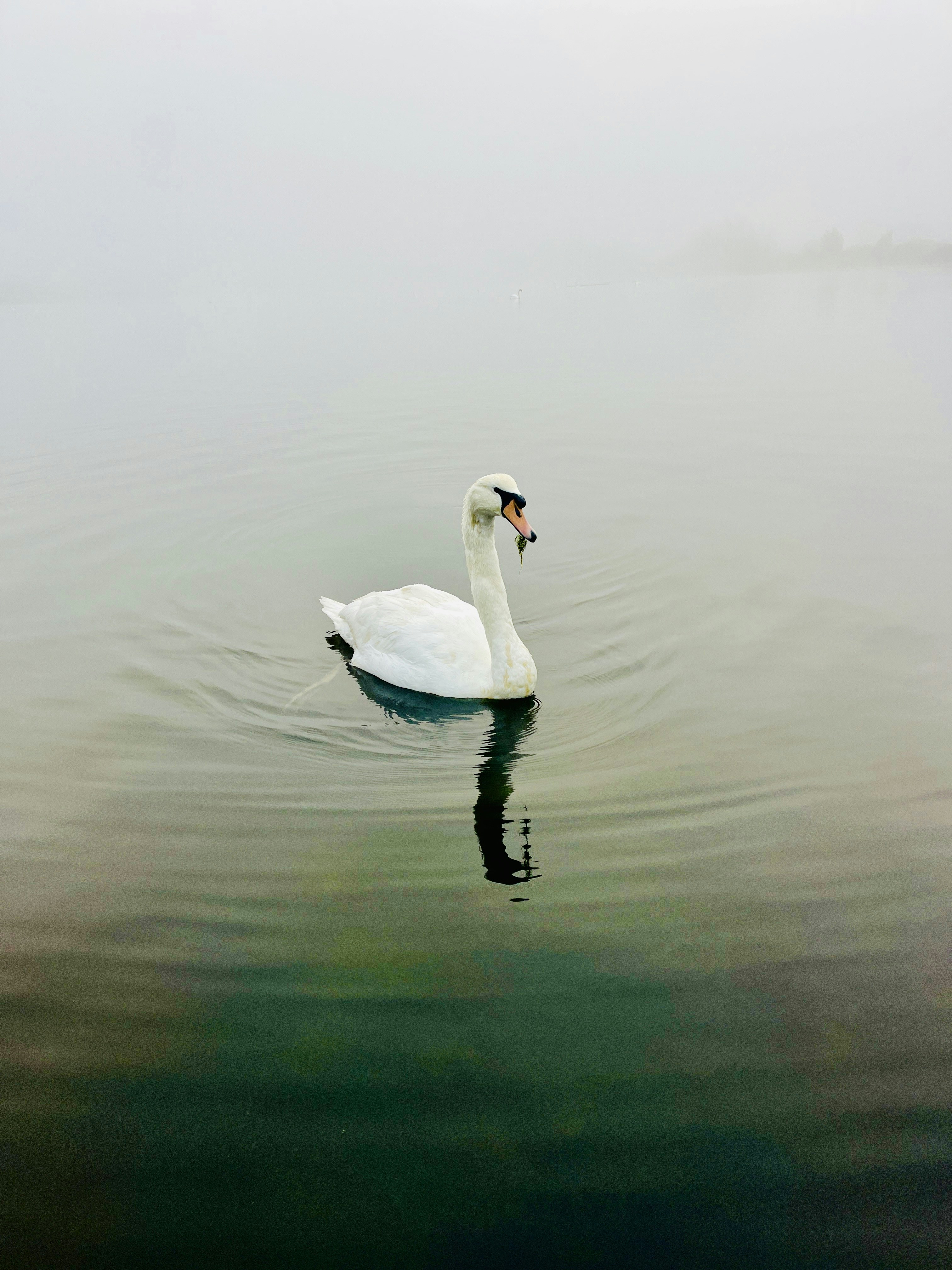 A graceful swan glides through a tranquil lake enveloped in thick fog, creating a serene atmosphere. The reflection in the water enhances the sense of calm.