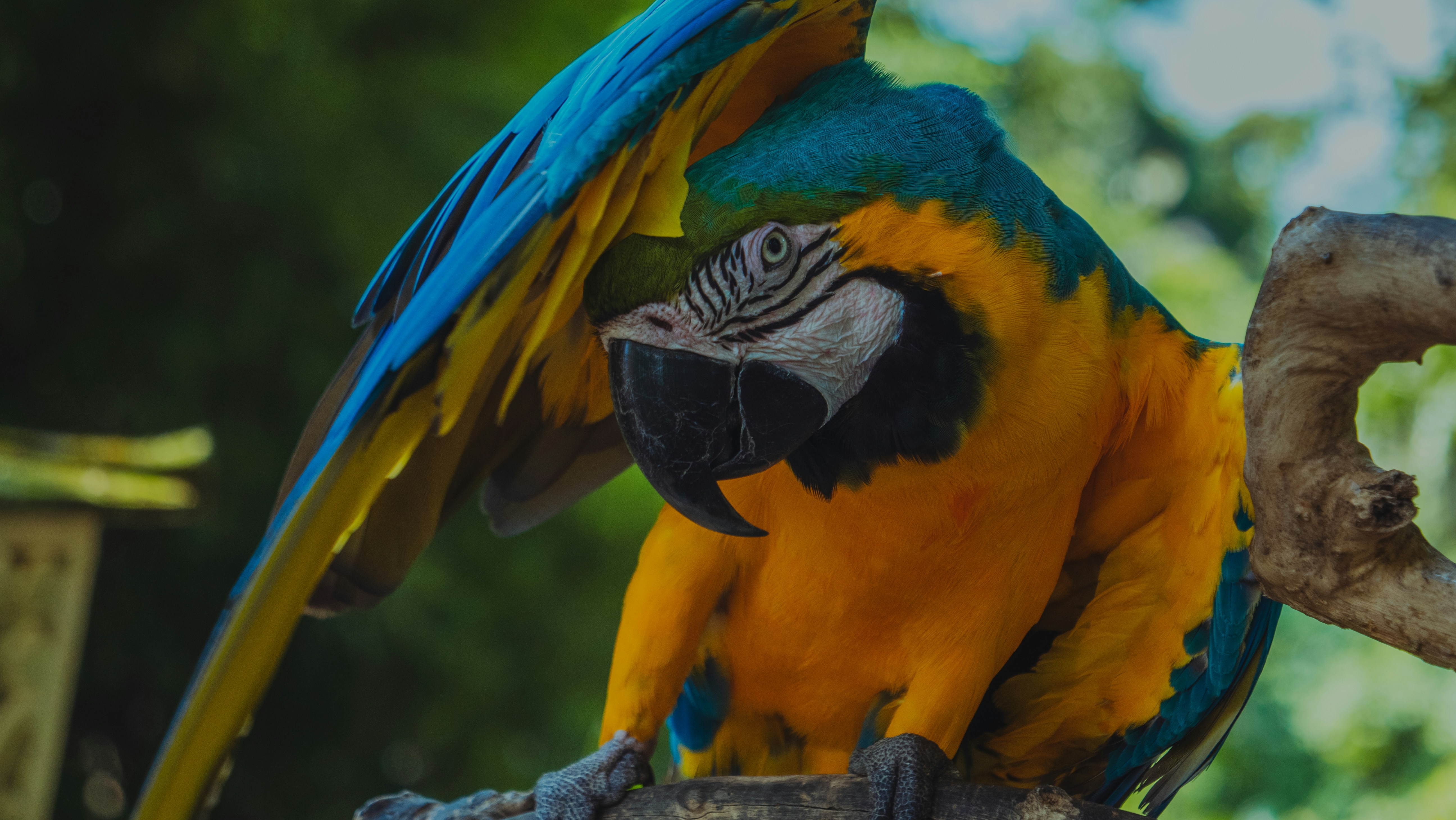 A blue-and-gold macaw perches on a branch. photo – Free Bali Image on ...