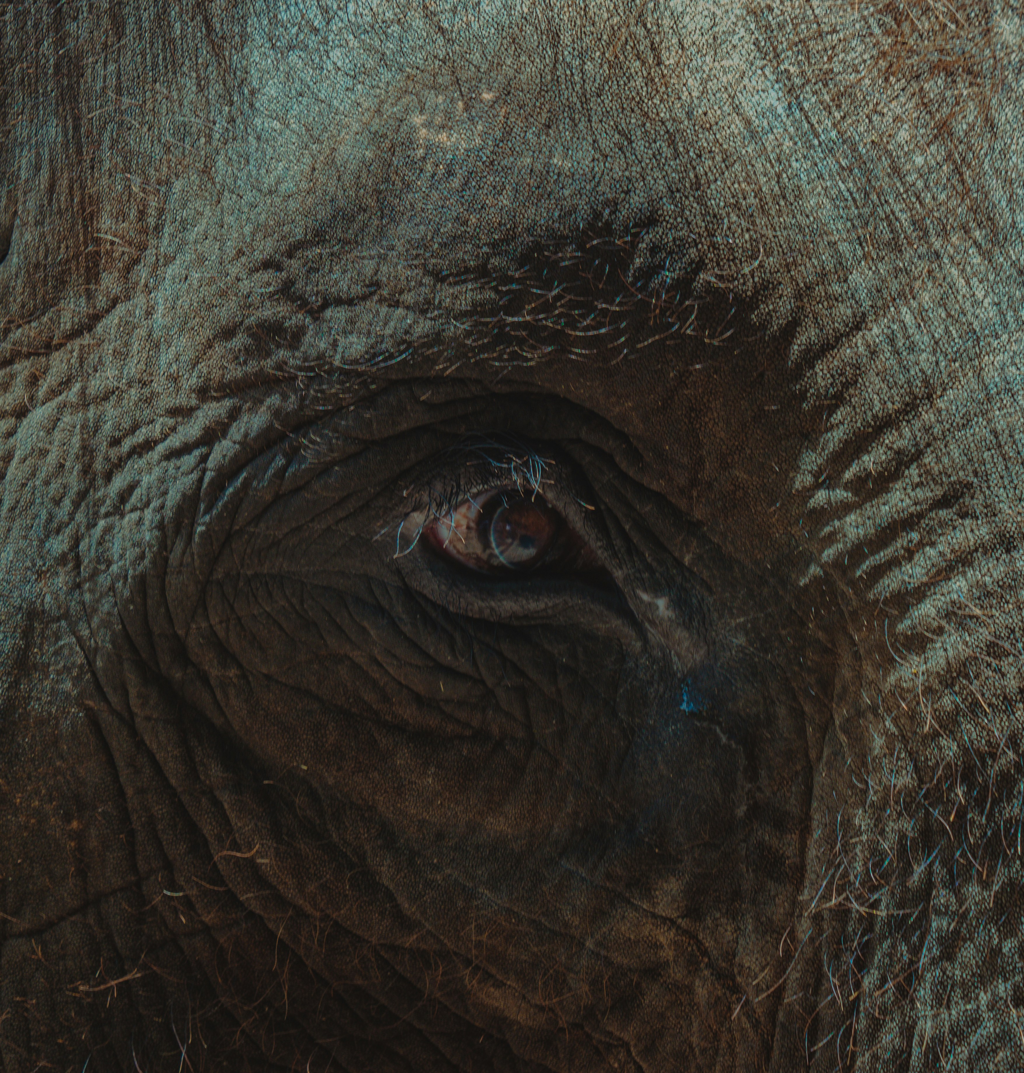 Whispers of the Wild: An Elephant's Gaze