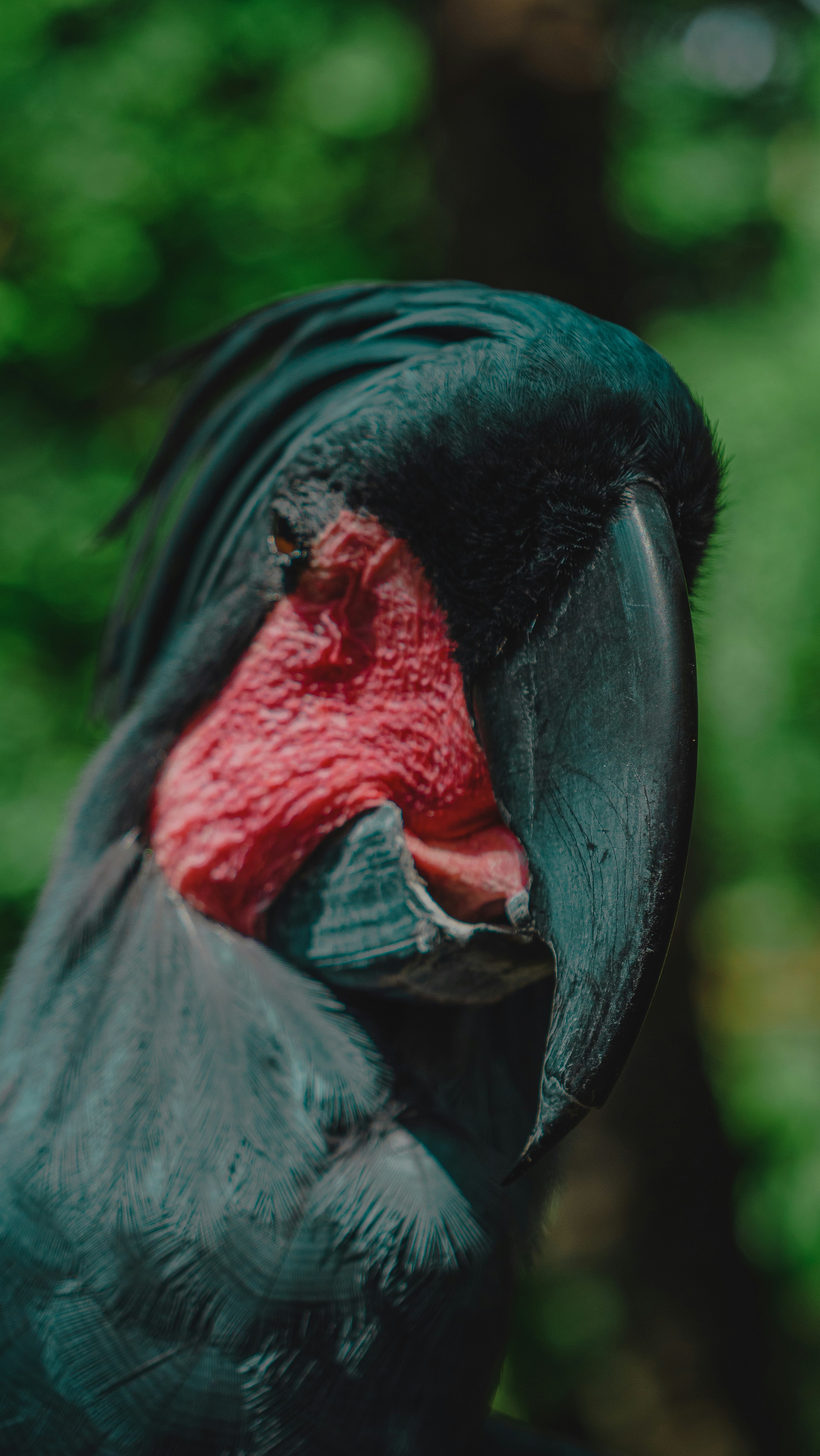 Close-up of a hornbill showcasing its vibrant beak and unique facial features against a blurred green backdrop.