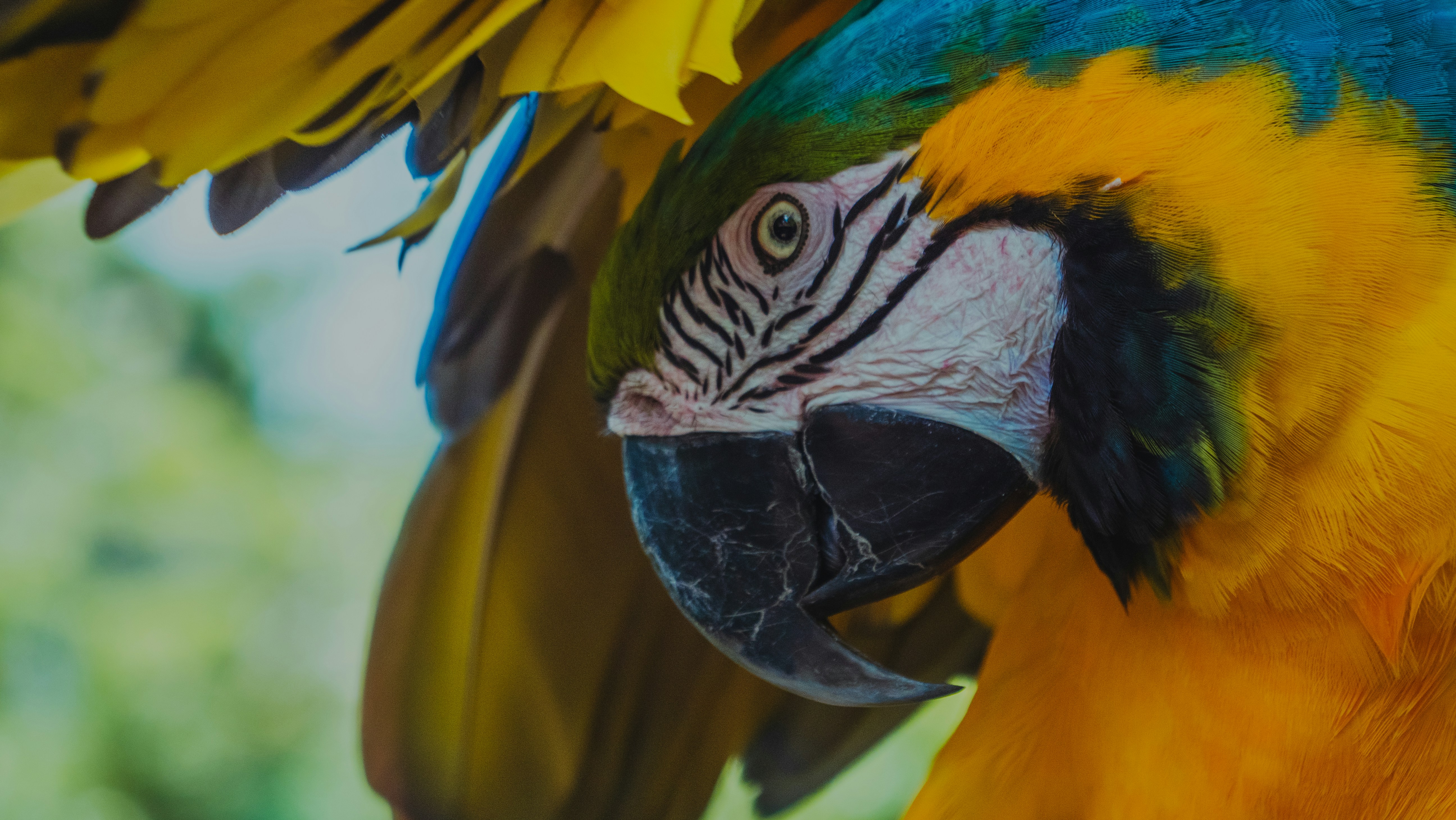 Vibrant Encounter: The Parrot's Gaze