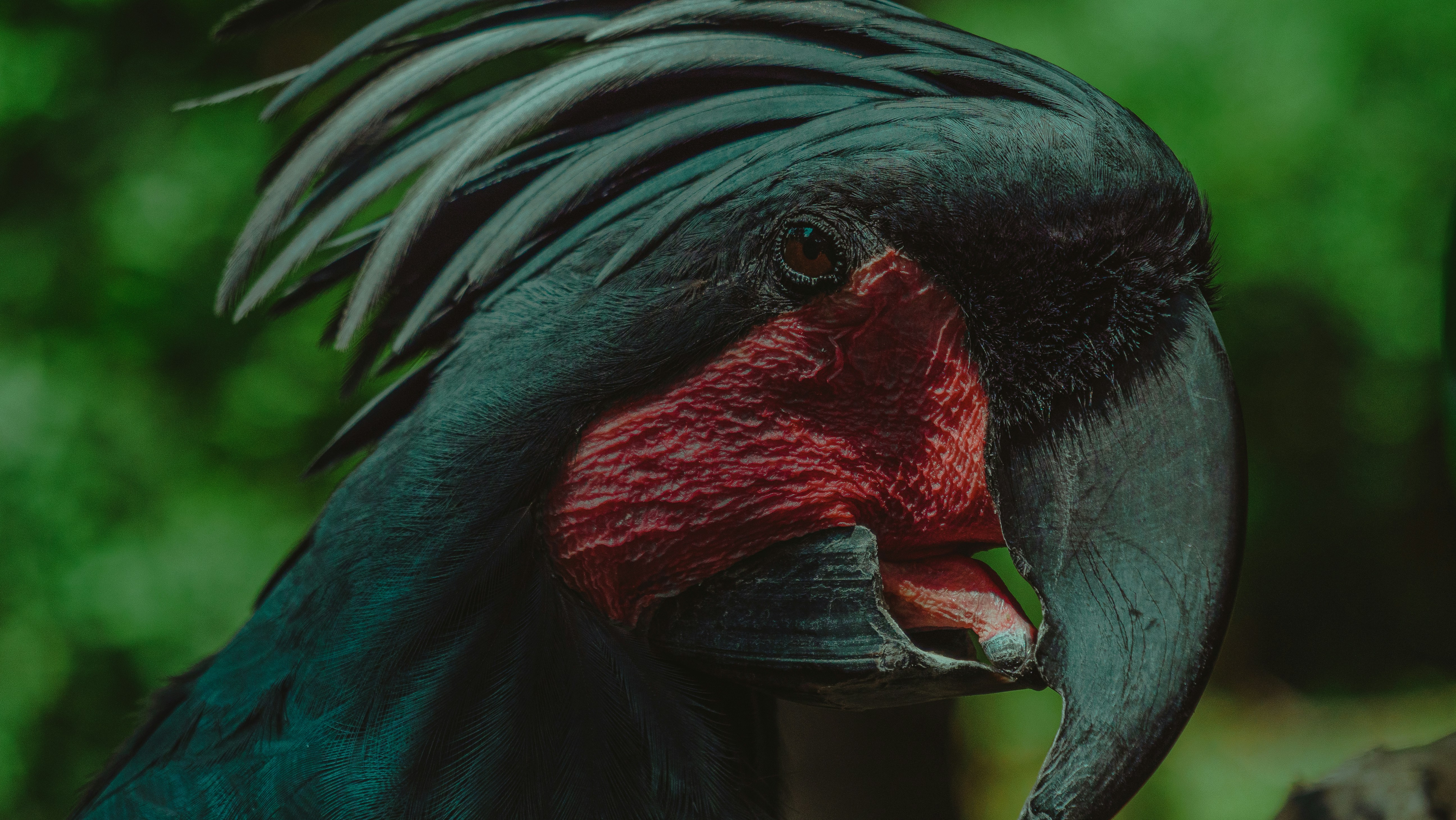 A black palm cockatoo with red cheeks. photo – Free Animal Image on ...