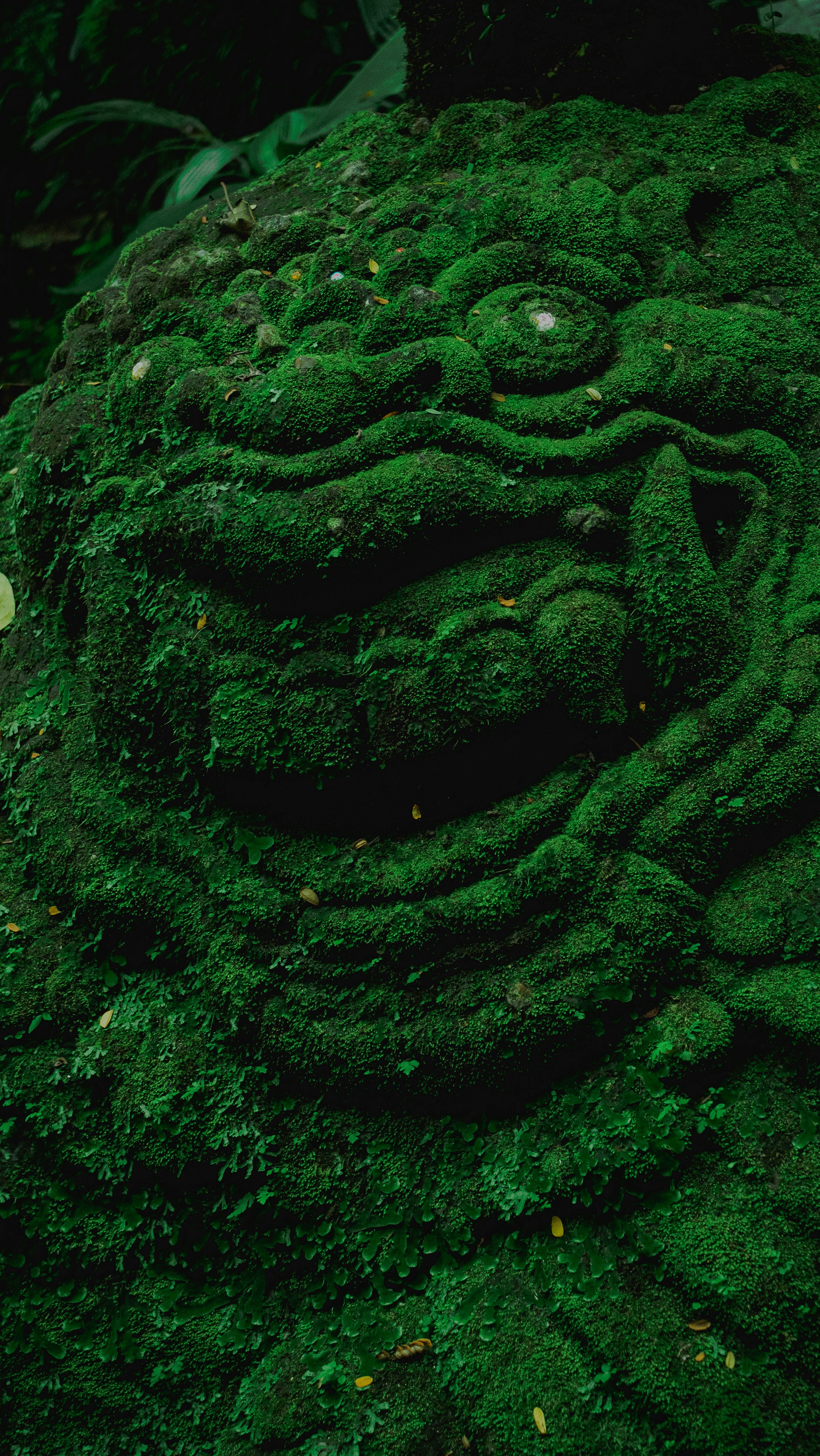Whispers of the Green Guardian