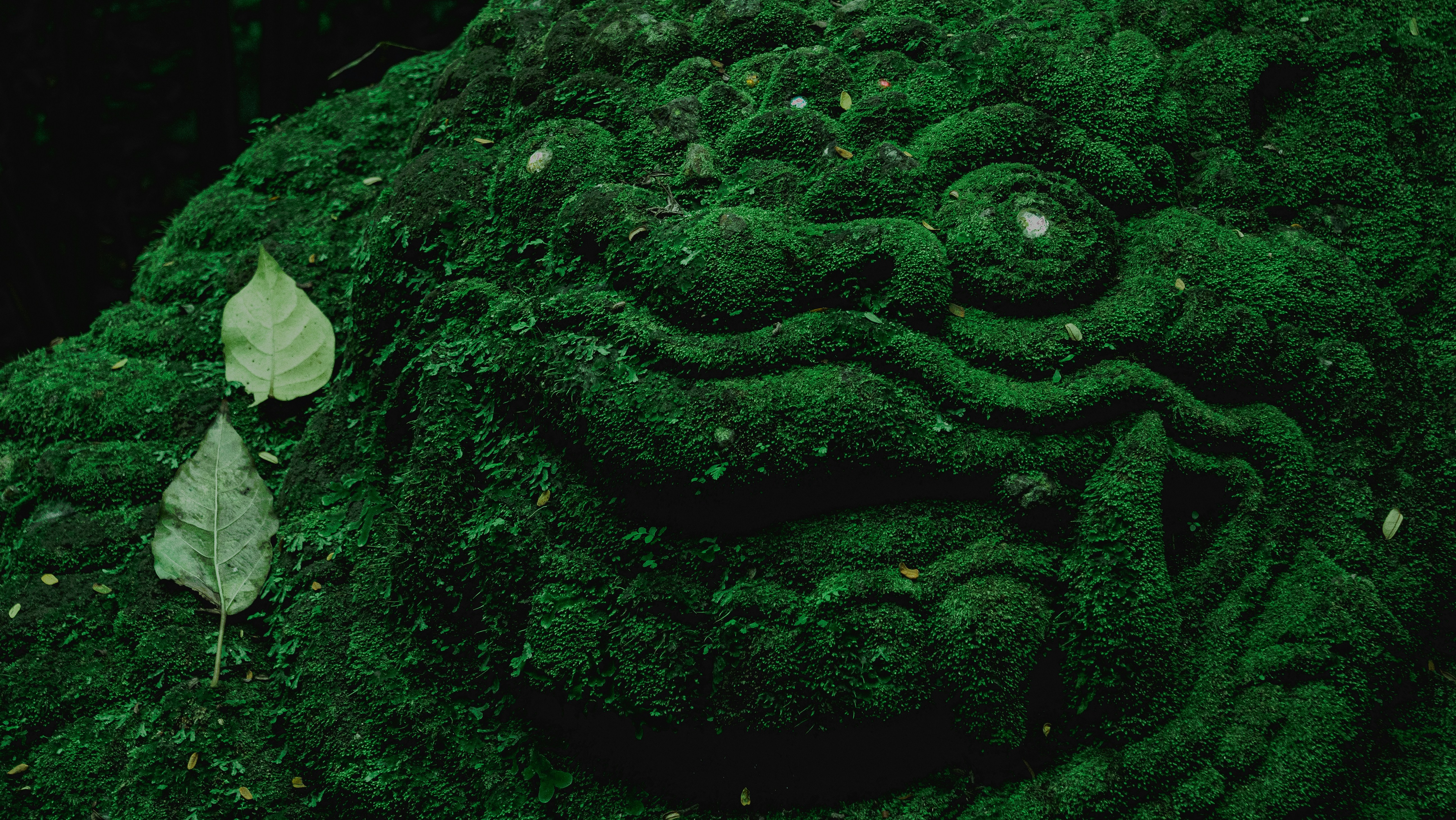 Verdant Grin: A Moss-Cloaked Stone Guardian's Face