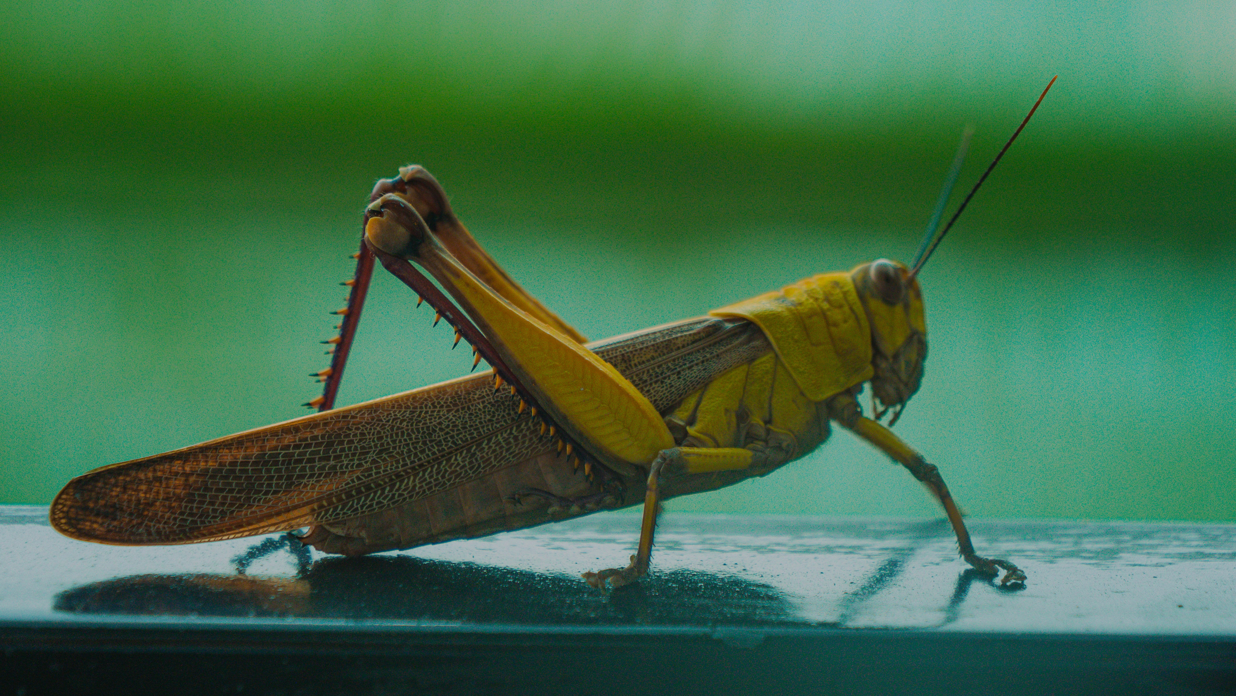 Sunlit Yellow-Green Praying Mantis Perched on a Glossy Ledge