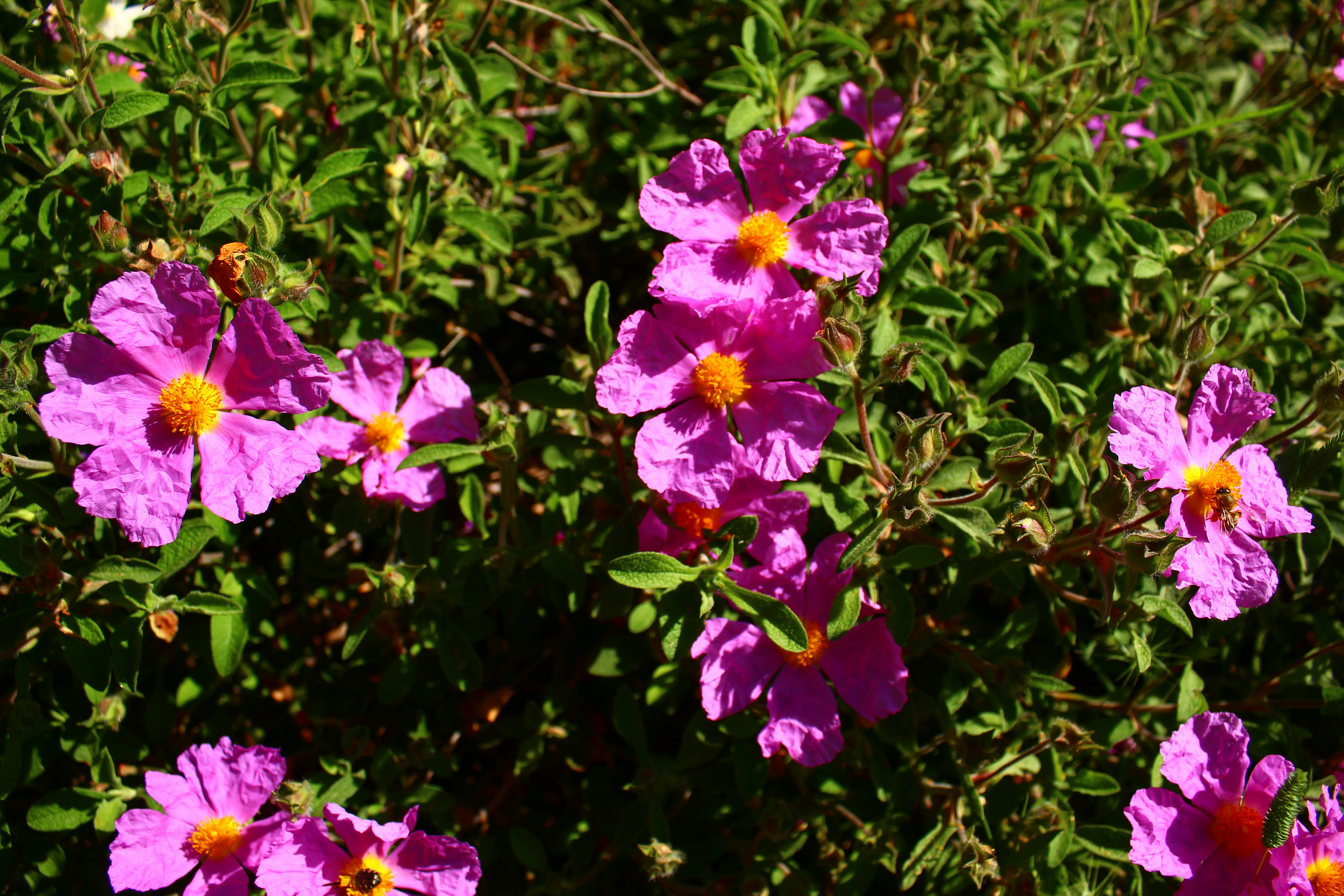 Photo by Seval Torun with Canon EOS 4000D