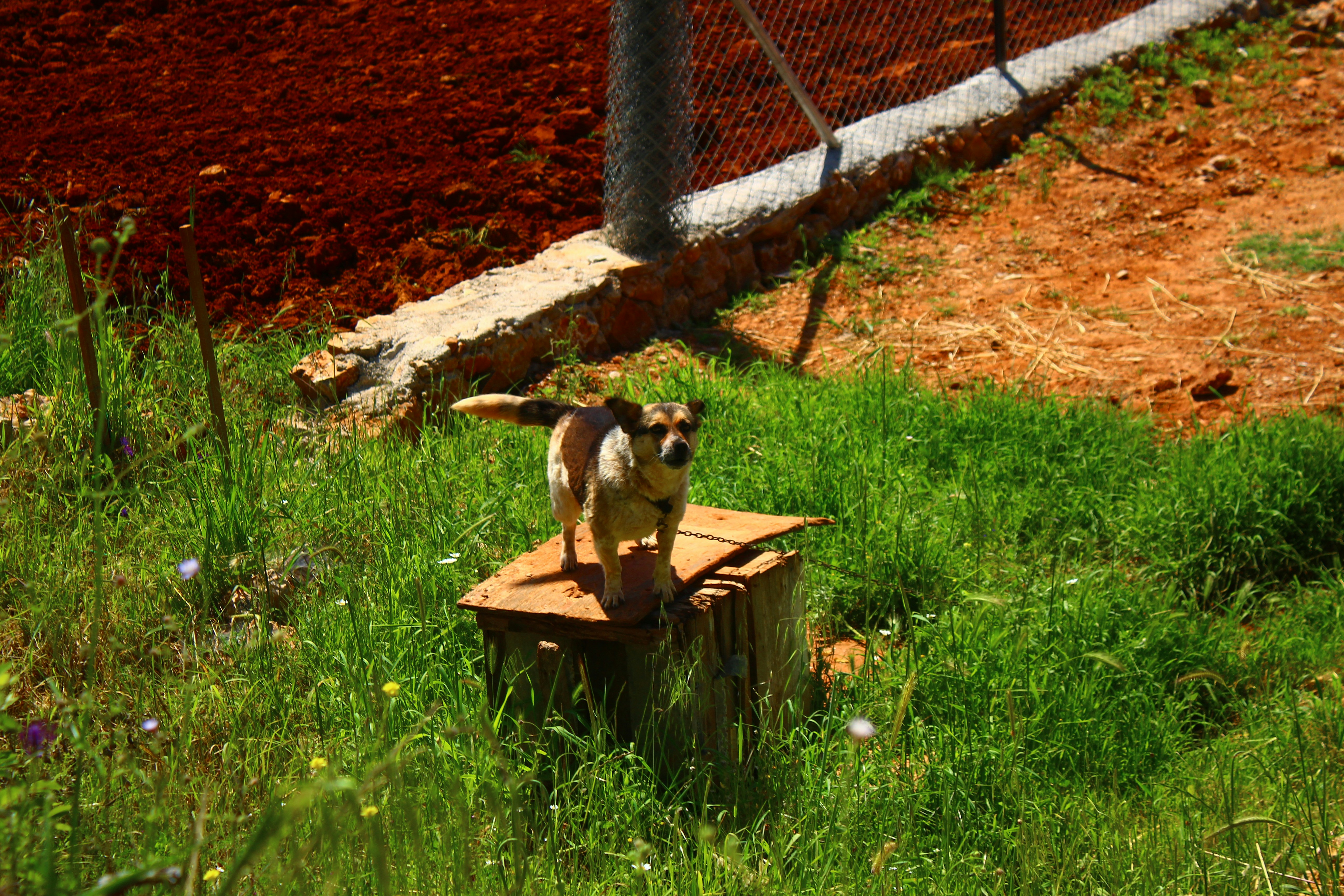 Guardian of the Green Patch