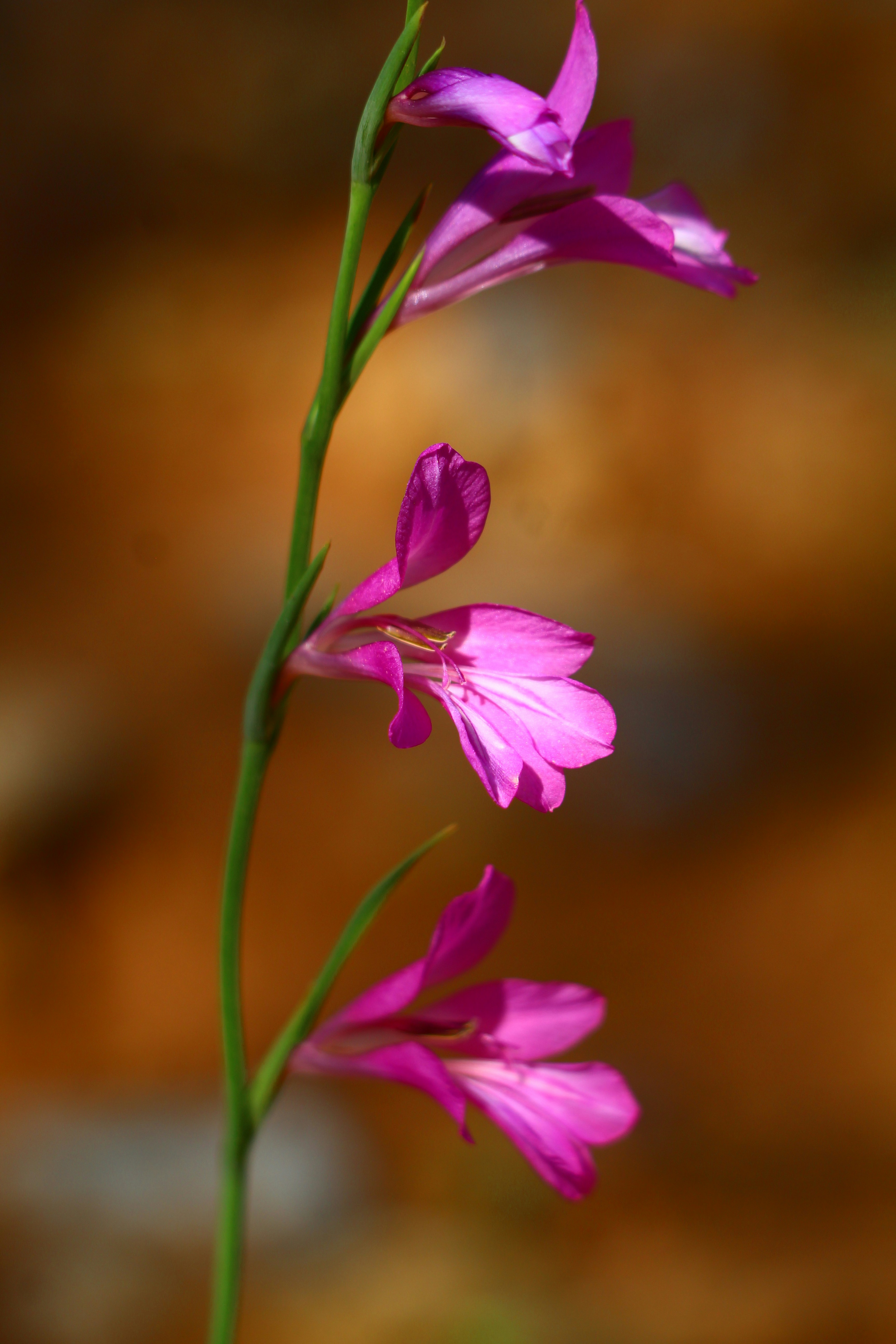 Pink Gladiolus in Amber Glow: Delicate Blooms on a Slender Stem