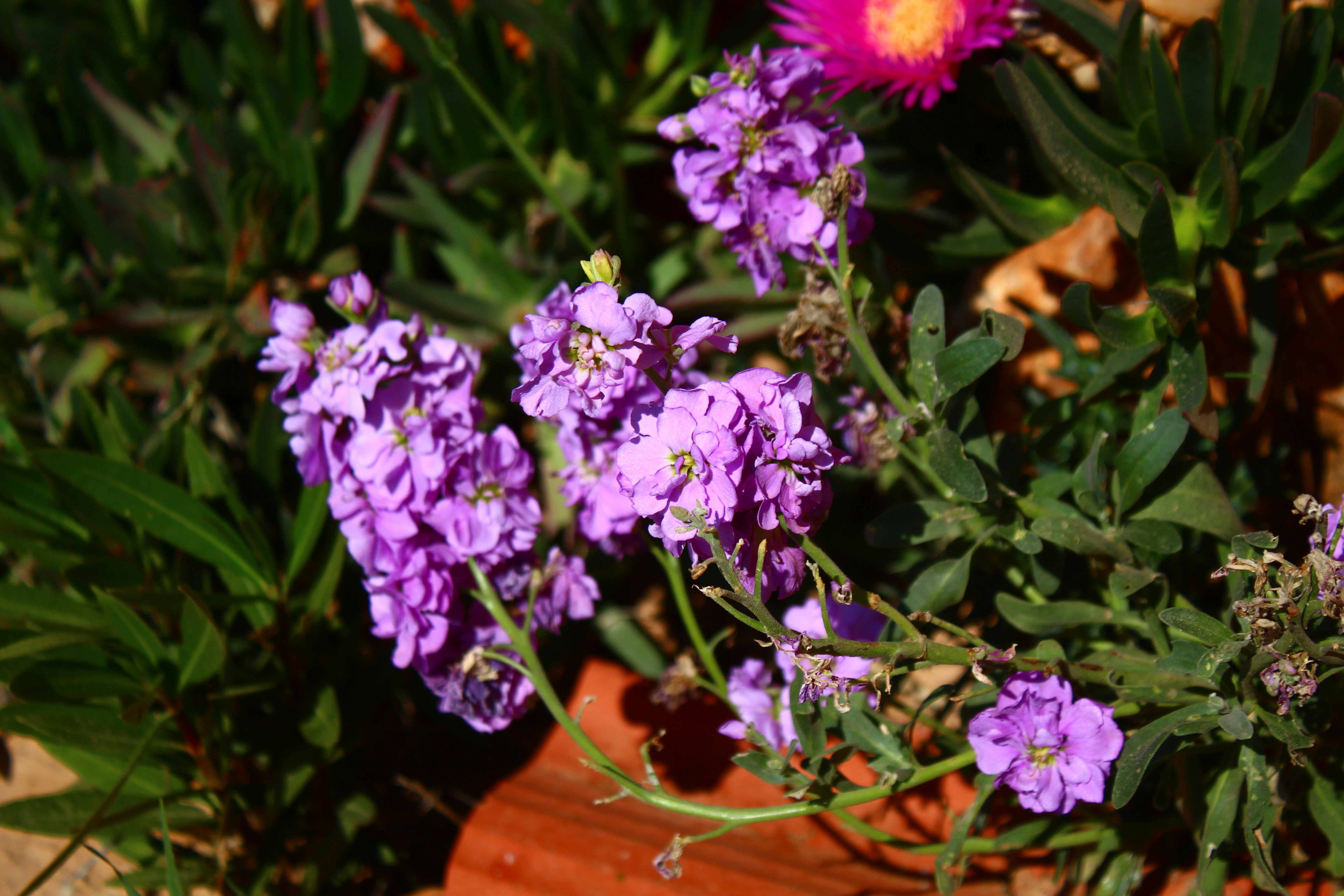 Terracotta Spotlight: Violet Verbena Clusters in Sunlit Bloom