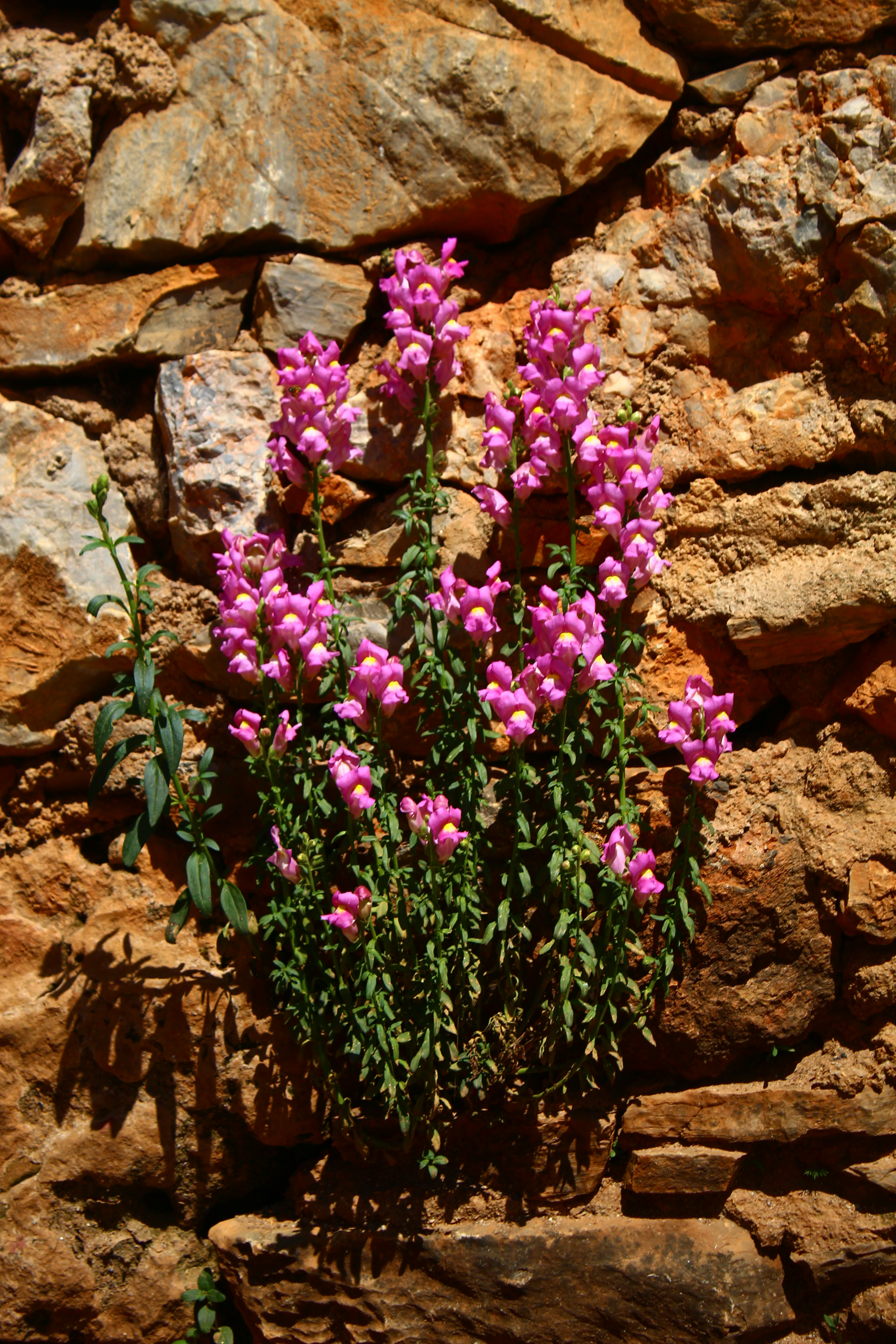 Sunlit pink blooms clinging to a rugged stone wall