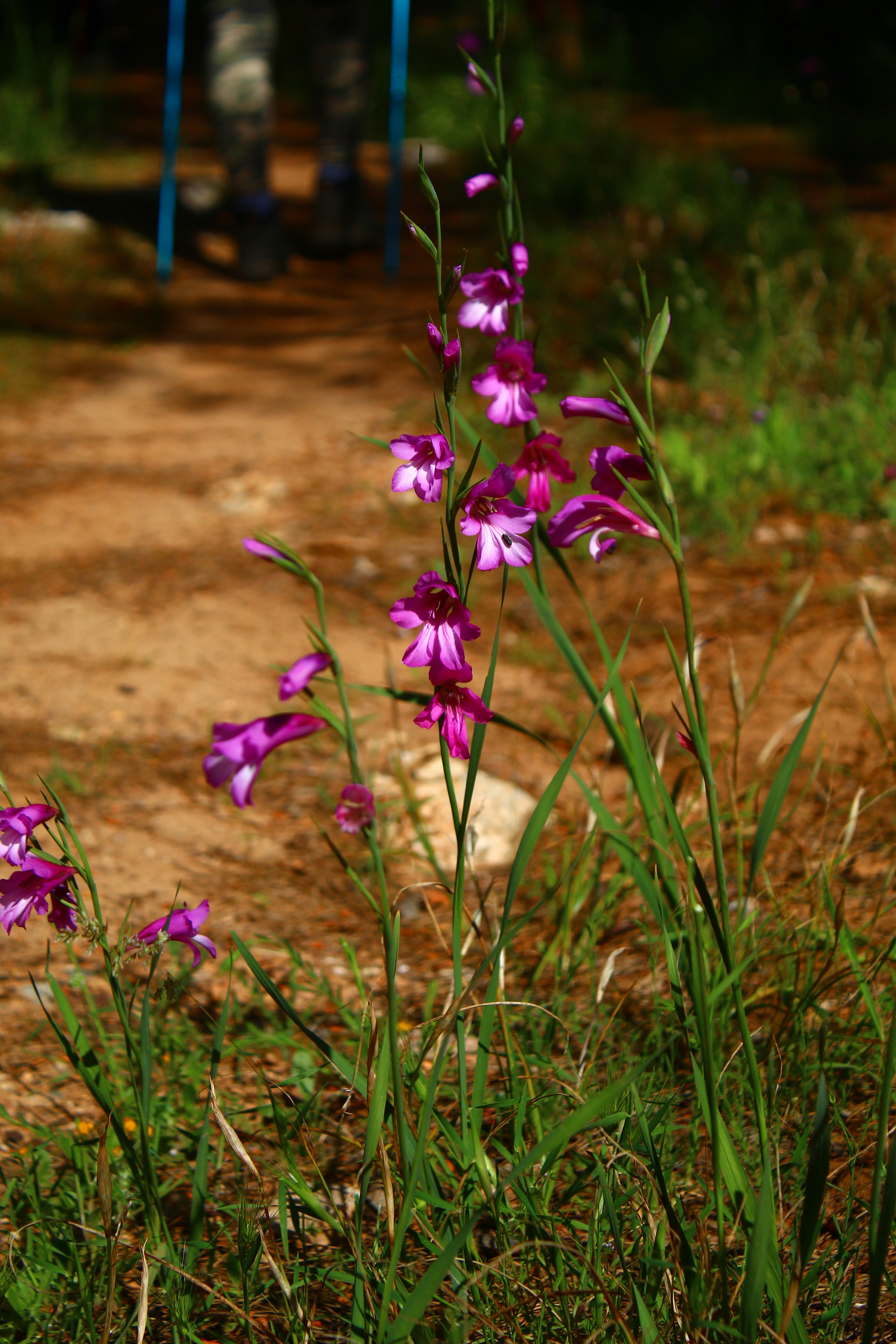 Floral Spike in Warm Soil Light