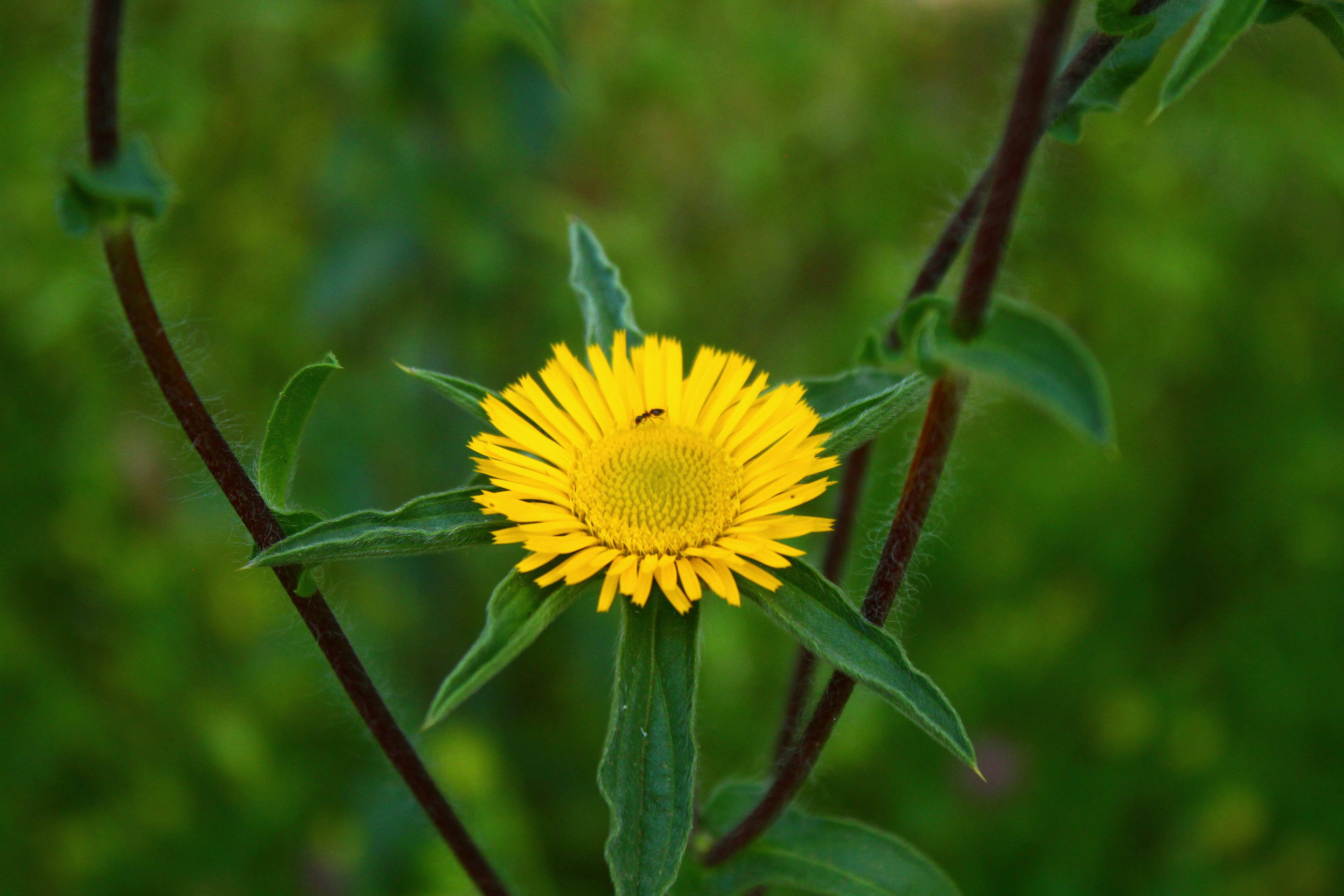 Lone Sunflower Bloom Entwined by Verdant Vines