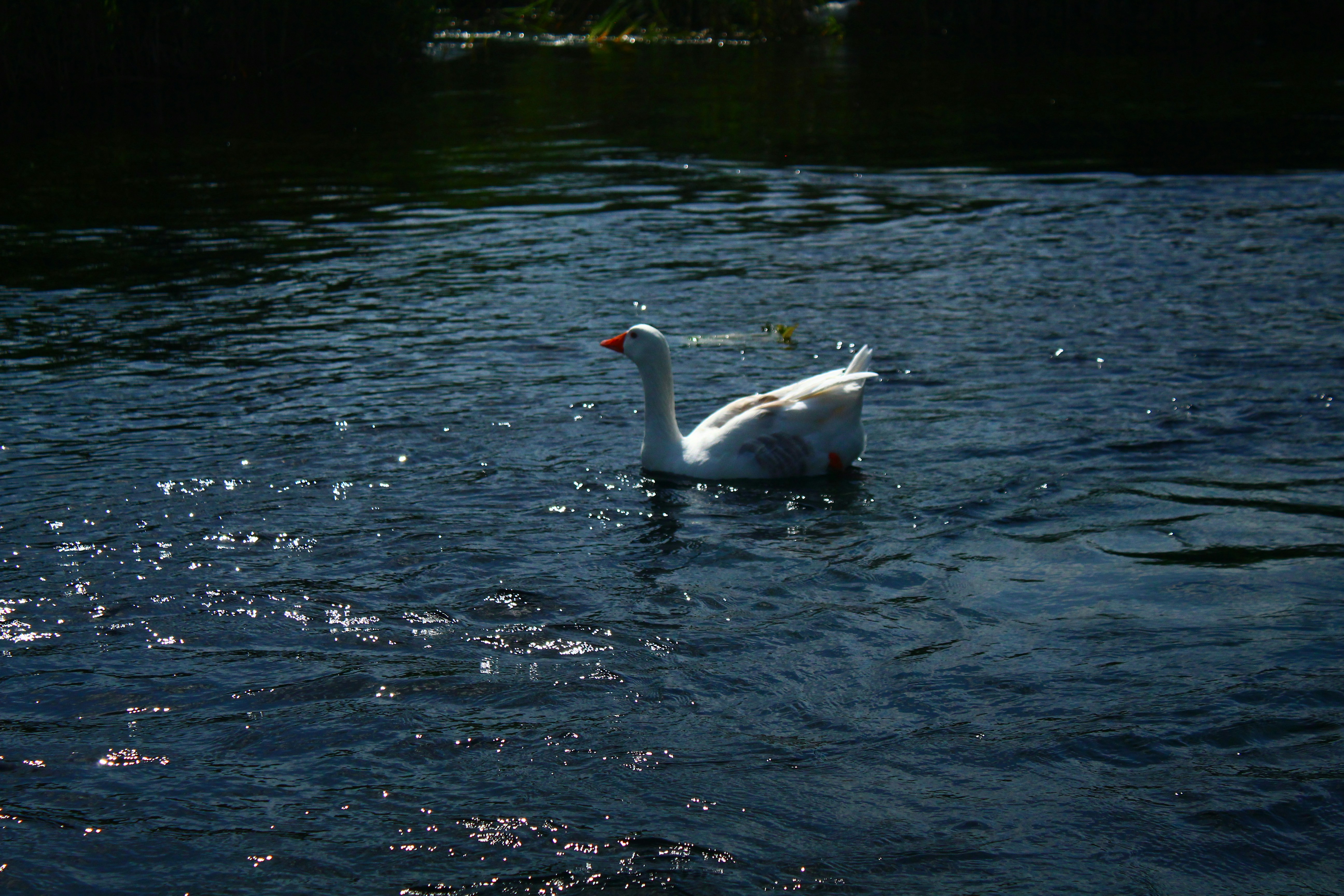 A white duck gliding gracefully across a shimmering water surface, surrounded by soft reflections and ripples.