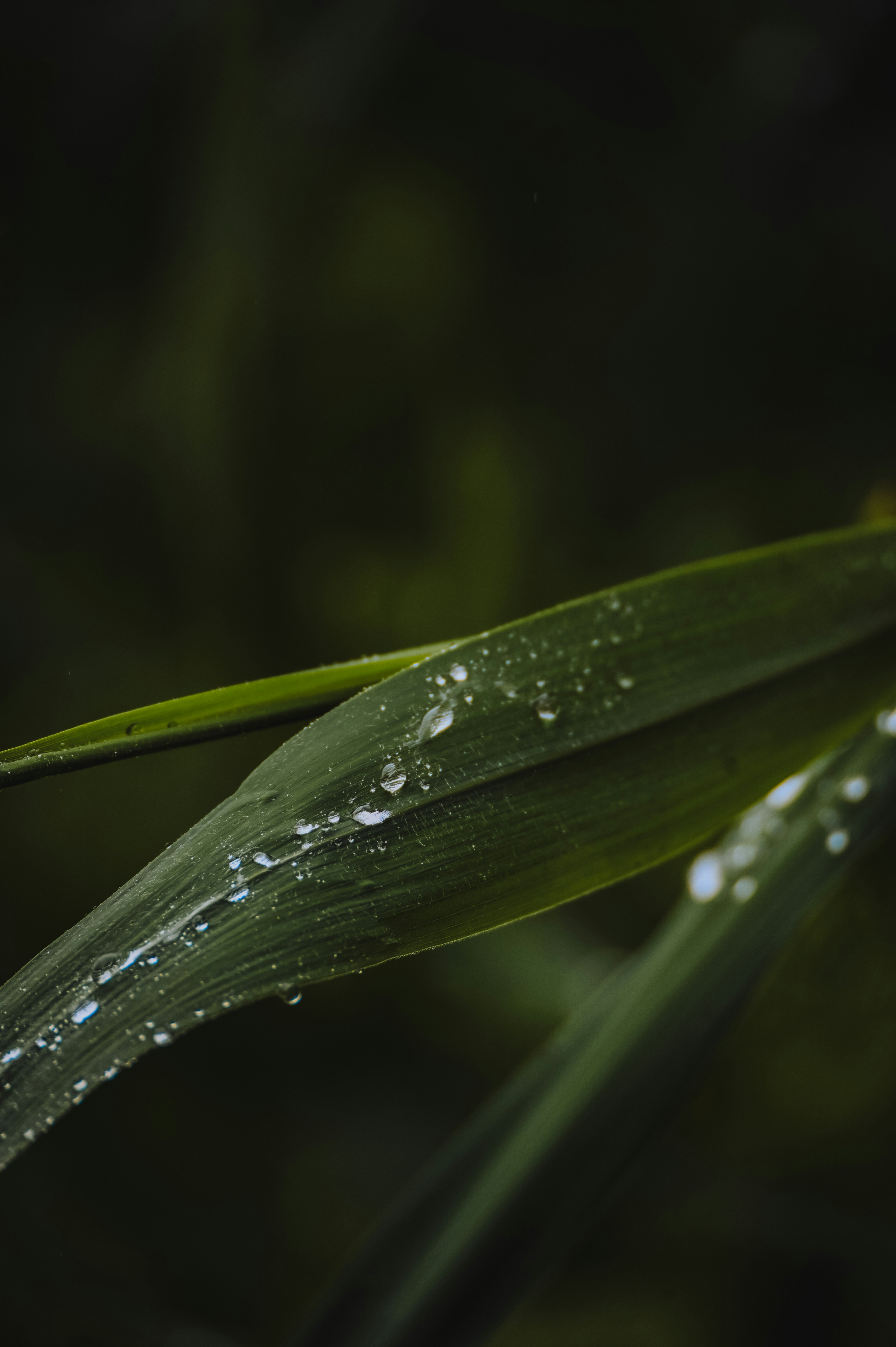Close-up of green leaves adorned with glistening water droplets, highlighting the beauty of nature's details.