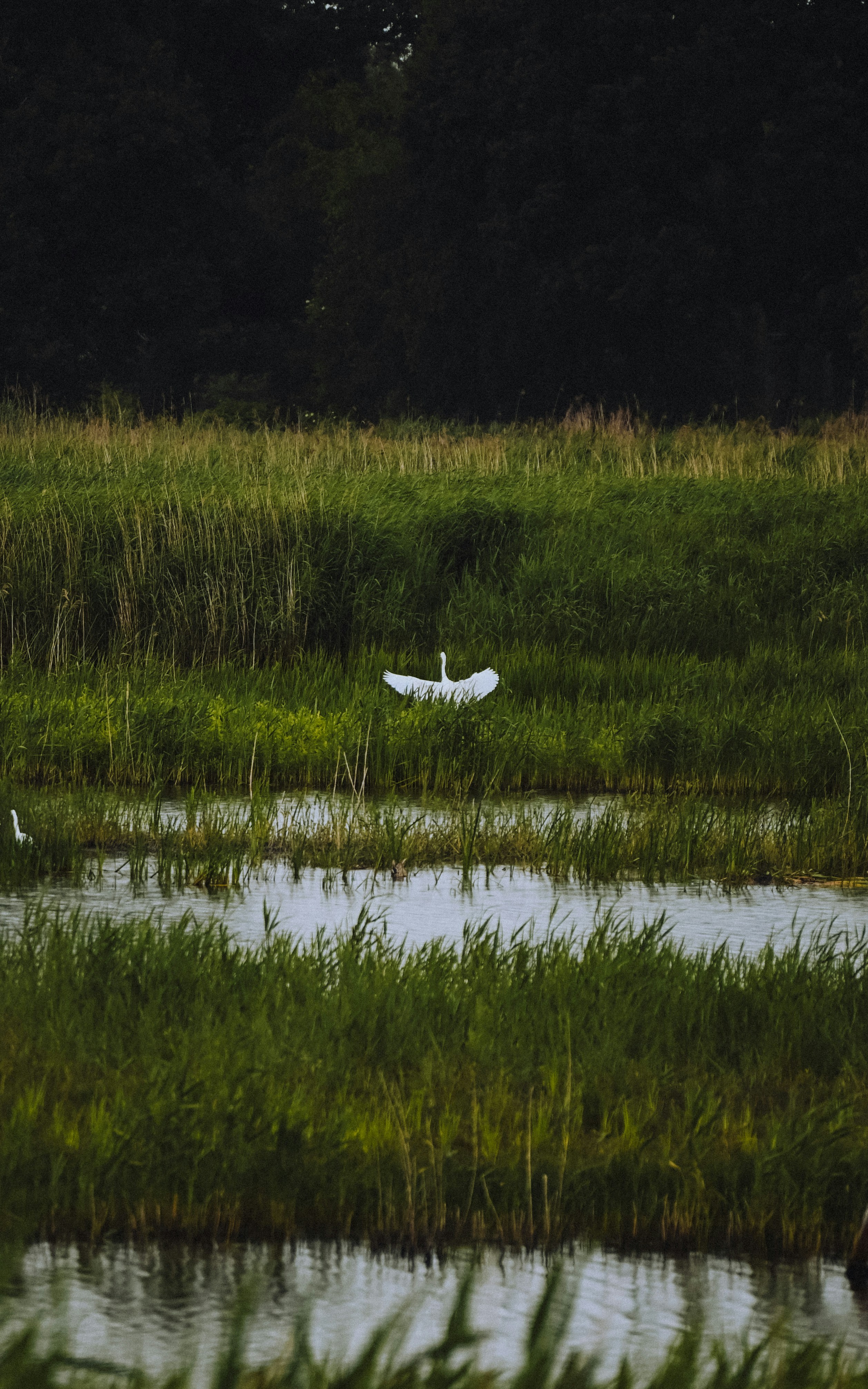 A white heron spreads its wings in a lush wetland, surrounded by tall grasses and calm waters. The scene captures the tranquility of nature.