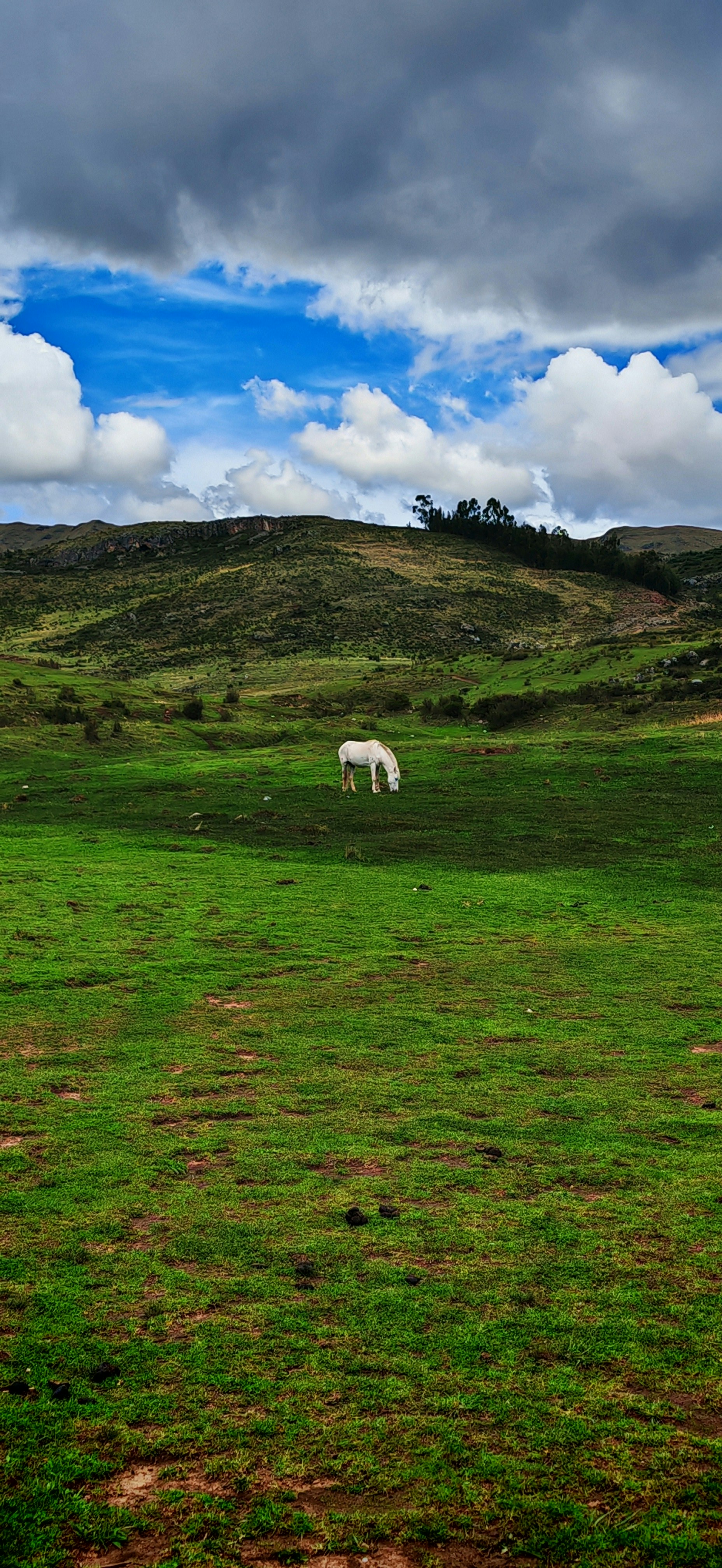 A lone white horse grazes in a wide, green field beneath a dramatic, cloud-filled sky. The scene emphasizes open landscape and distant hills.