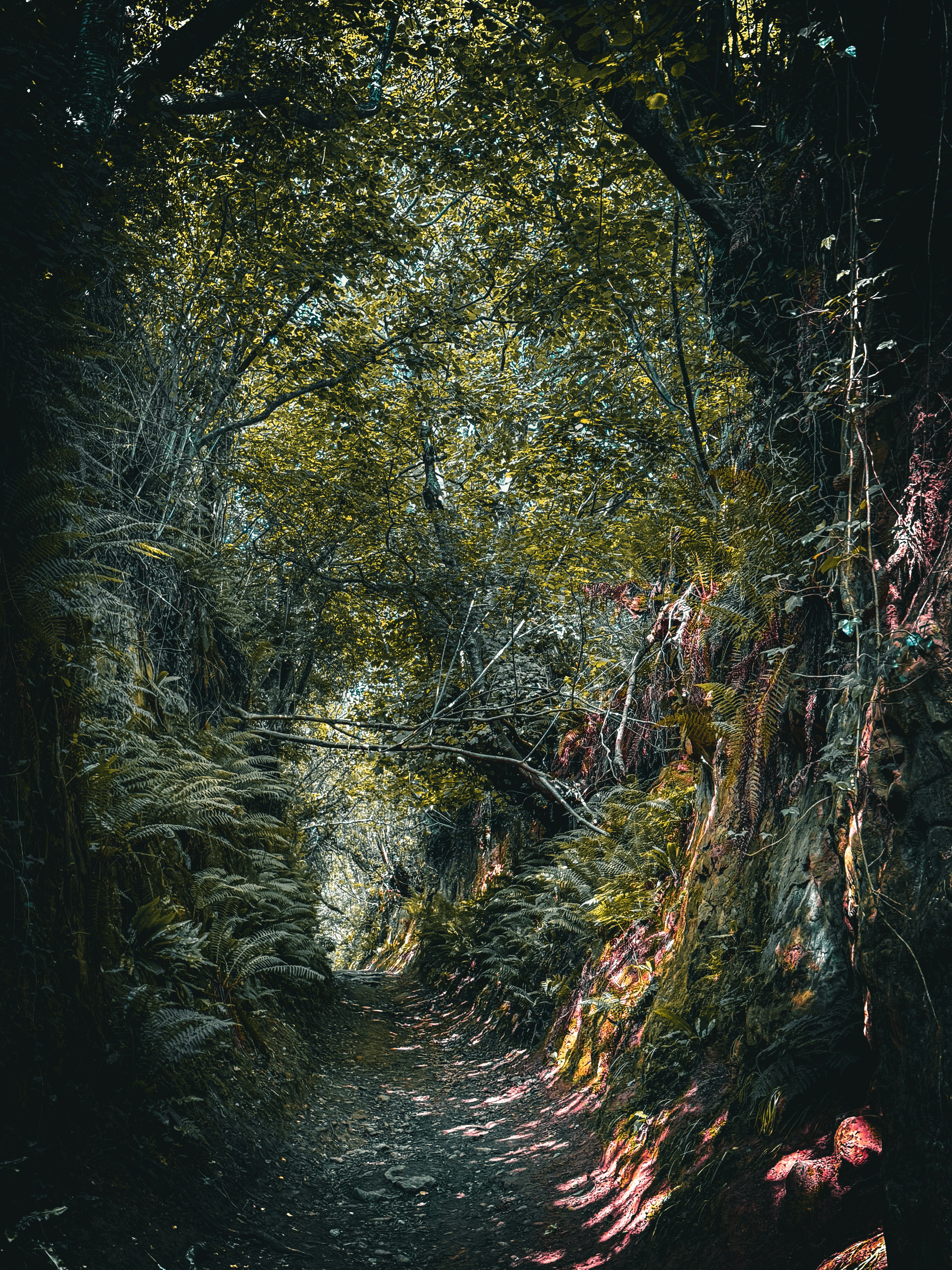 A narrow forest trail enveloped by lush greenery and dappled light, inviting exploration through nature's embrace.