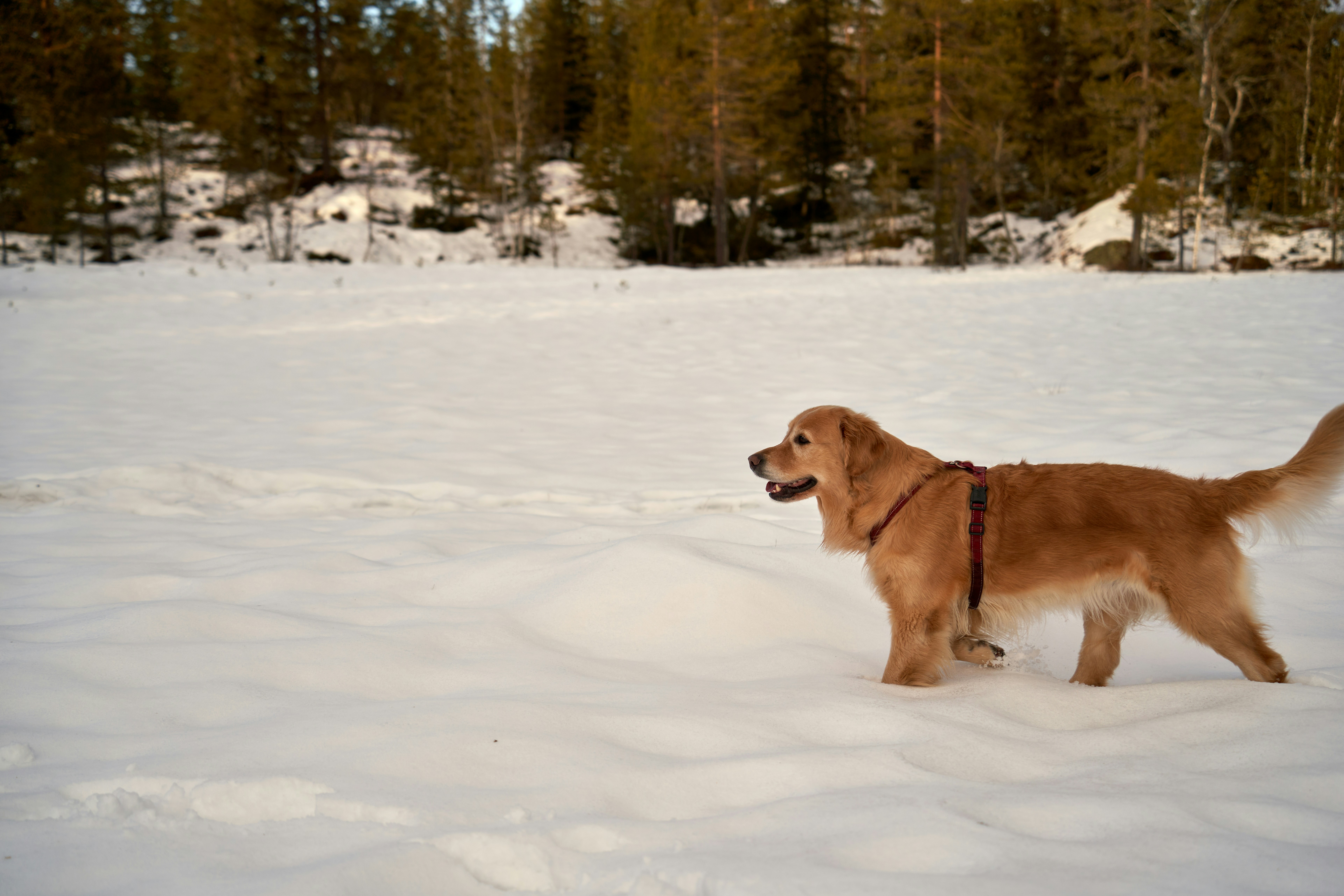 Adult female golden retrievel is walking in the snow. Pine forest in the background.