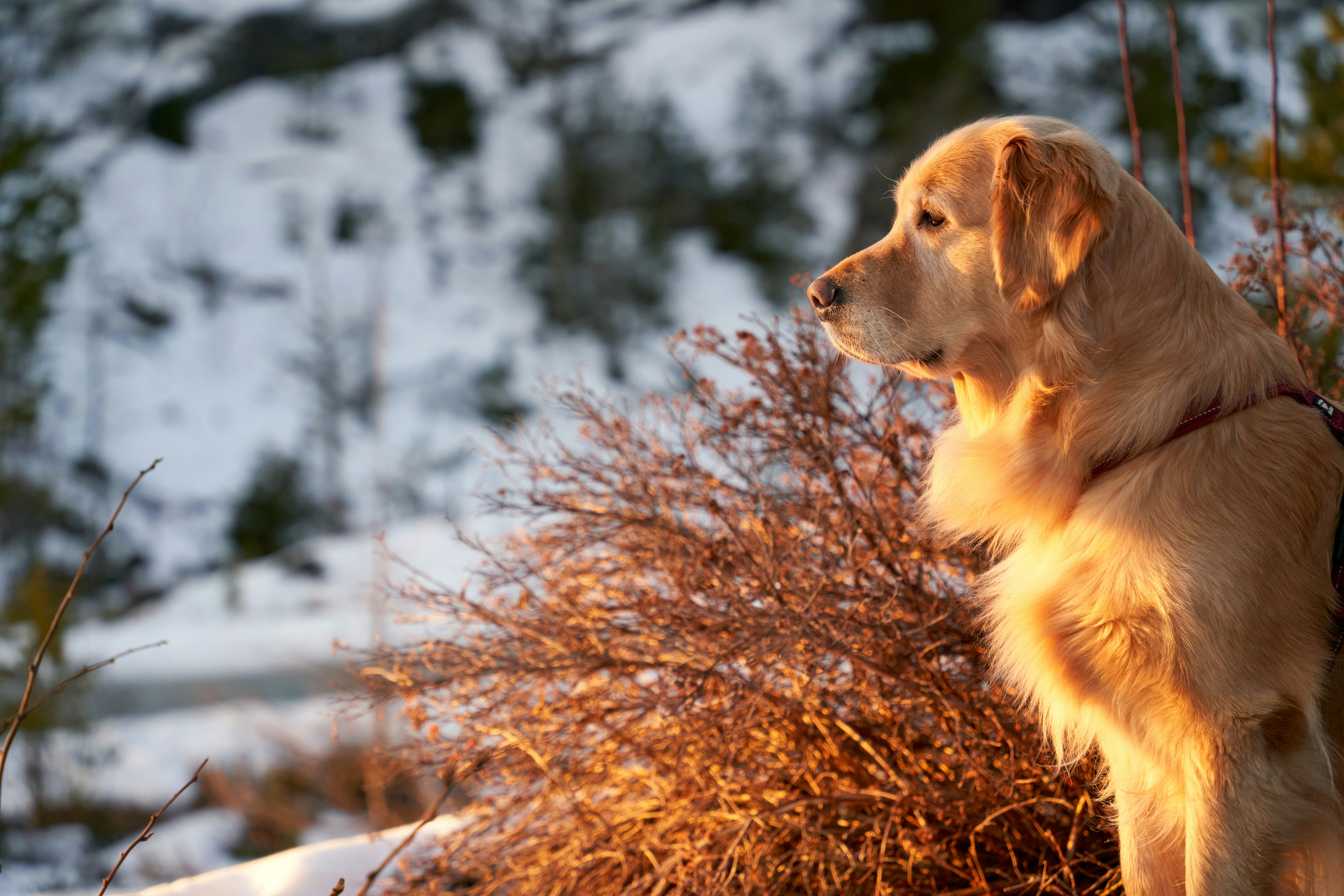 Golden retriever gazing thoughtfully amidst snowy landscape and brush. Warm sunlight highlights the dog's fur and the surrounding environment.