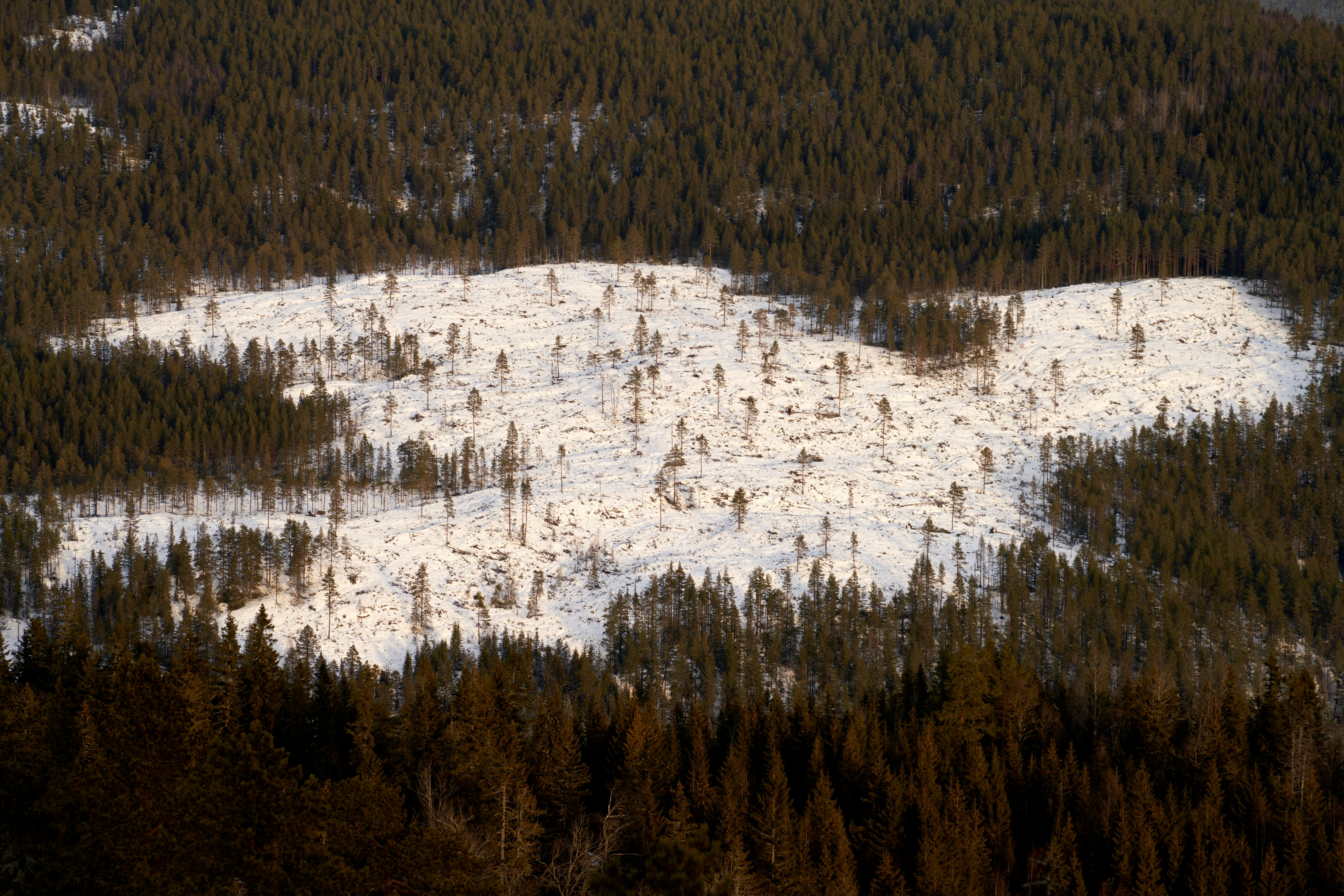 A snow-covered clearing amidst a dense forest of evergreen trees, showcasing the stark contrast between white snow and dark foliage.