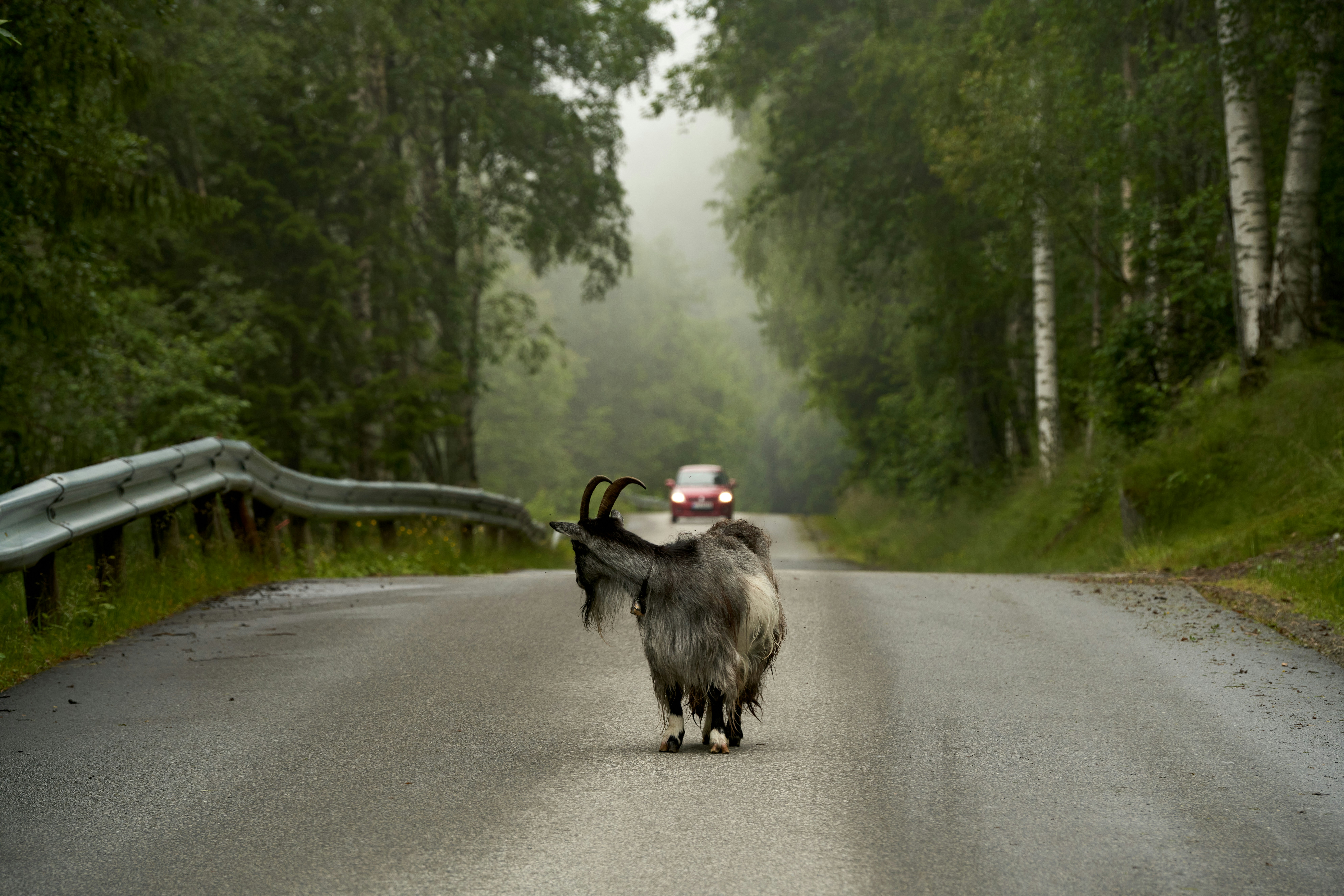 Horns on Asphalt: A Forest-Goat's Bold Mid-Road Crossing