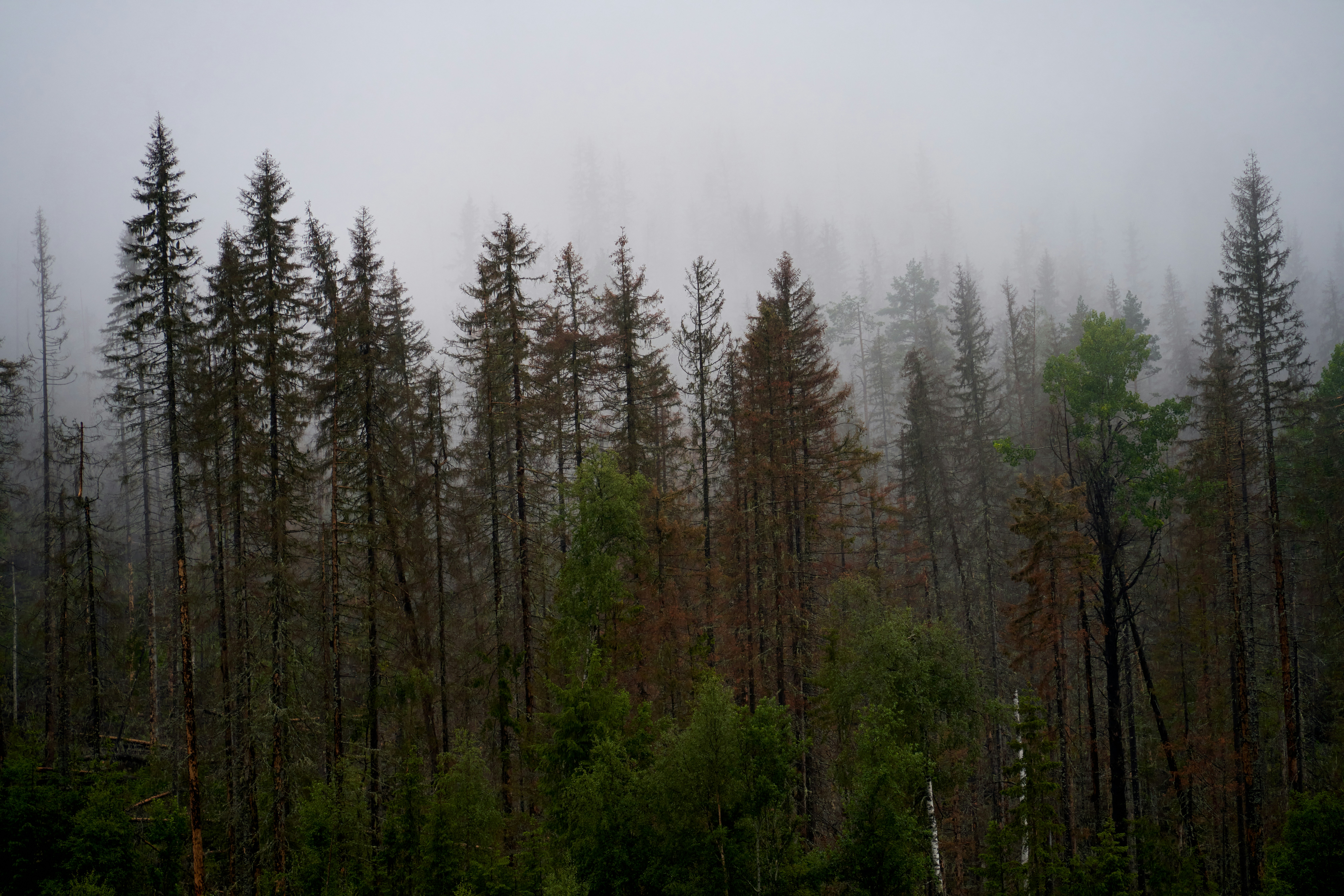 Bying pine forest, near to Nesbyen, Norway | Foggy forest with dead and green trees.