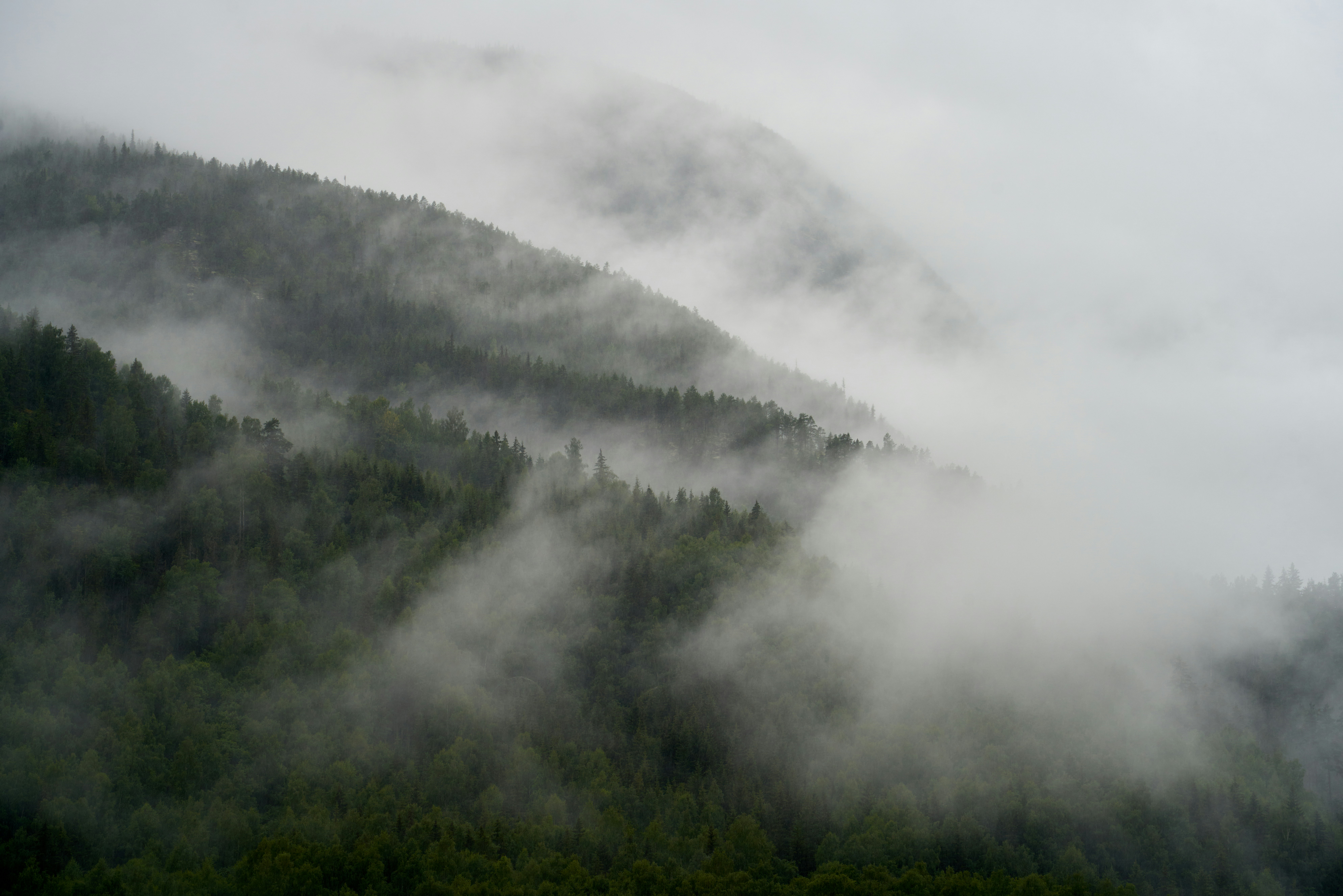 Norwegian pine woods in clouds, rain and dramatic, hazy weather during the summer | Fog hangs over a mountain forest.