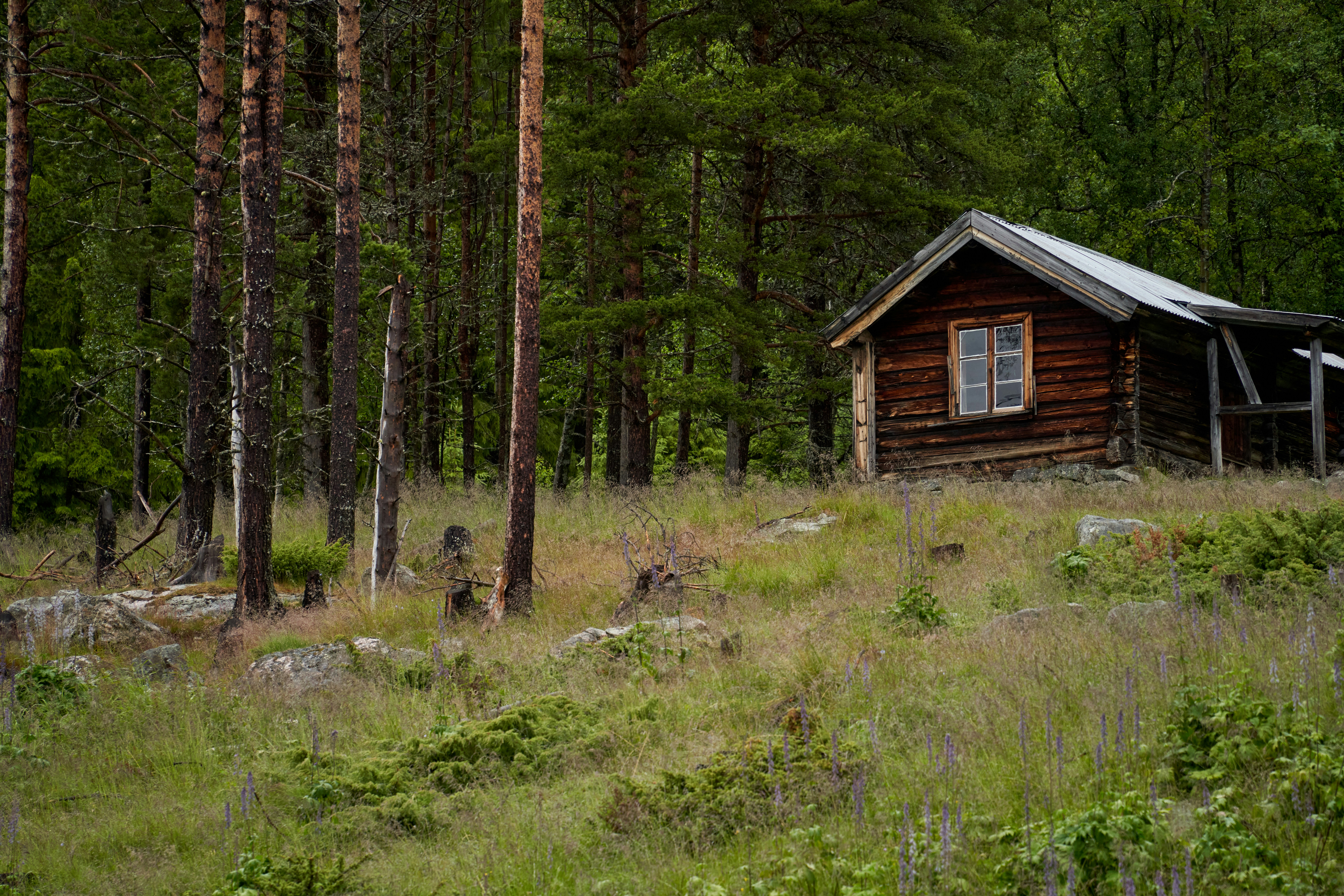 Old simple log house wirthout confort in the Norwegian woods, surrounded by pine trees and wild flowers | A rustic cabin sits in a forest.