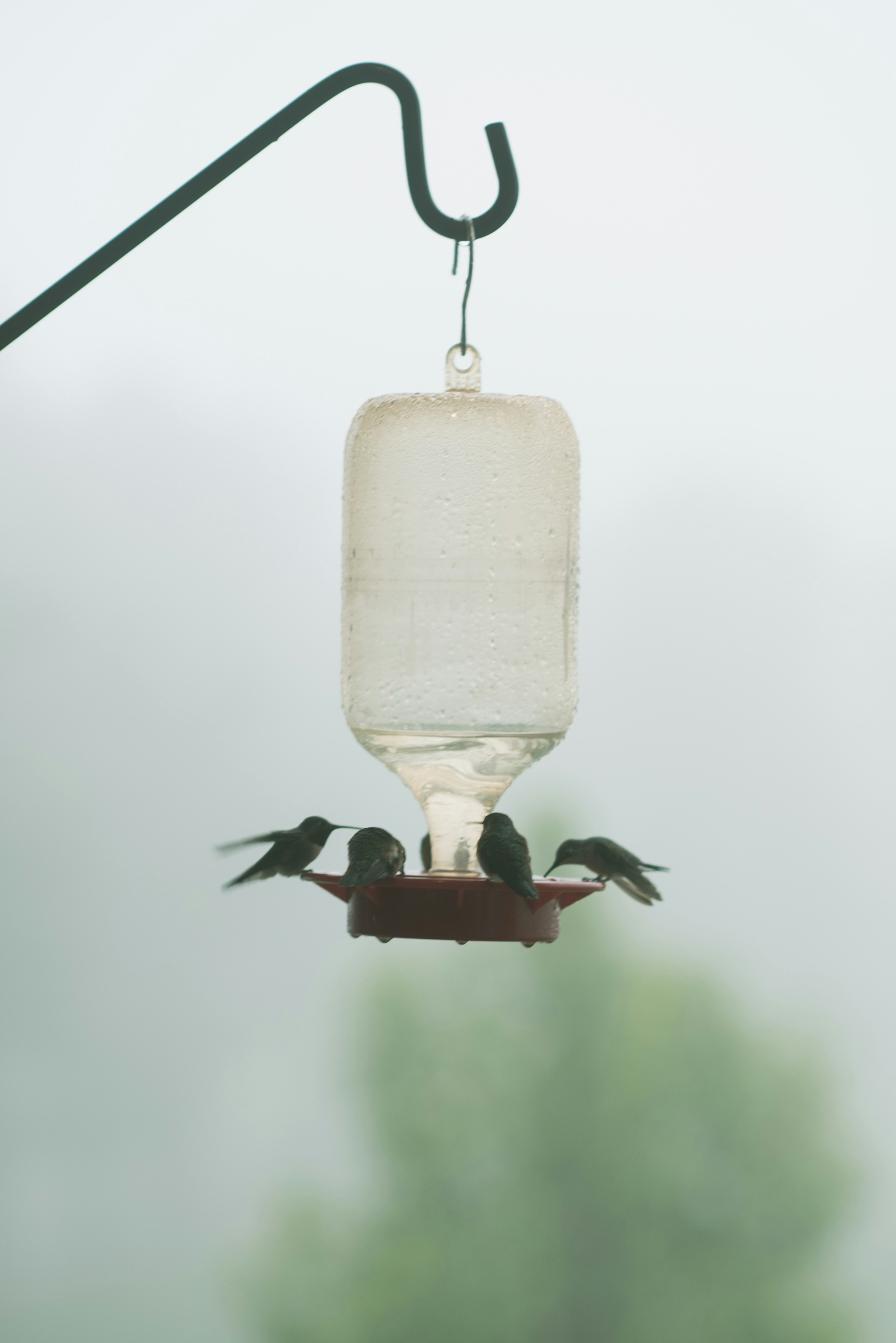 Feeding Flock: Humming Birds at a Frosted Feeder
