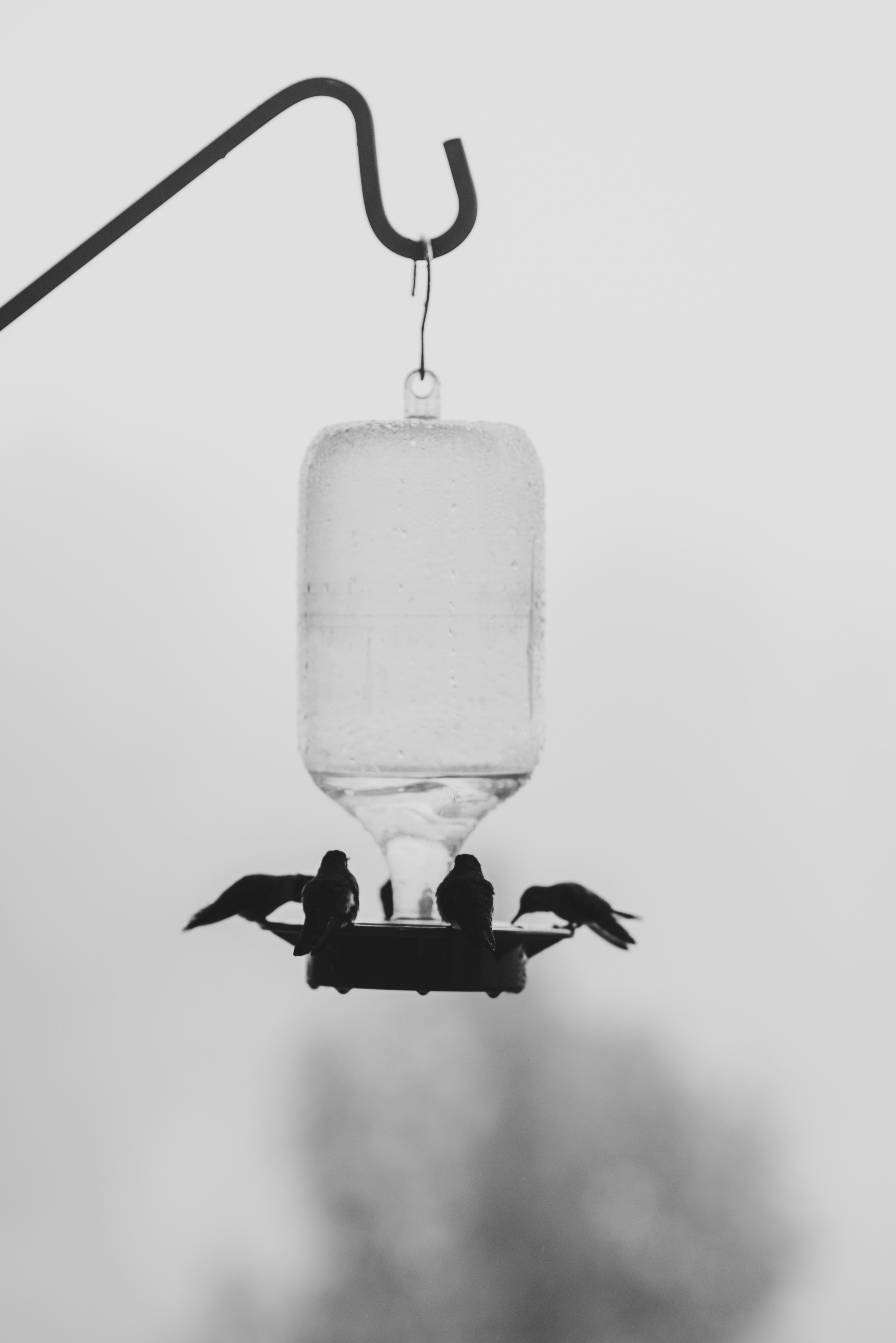Ice-glazed Feeder Portrait: Perched Birds in Quiet Monochrome