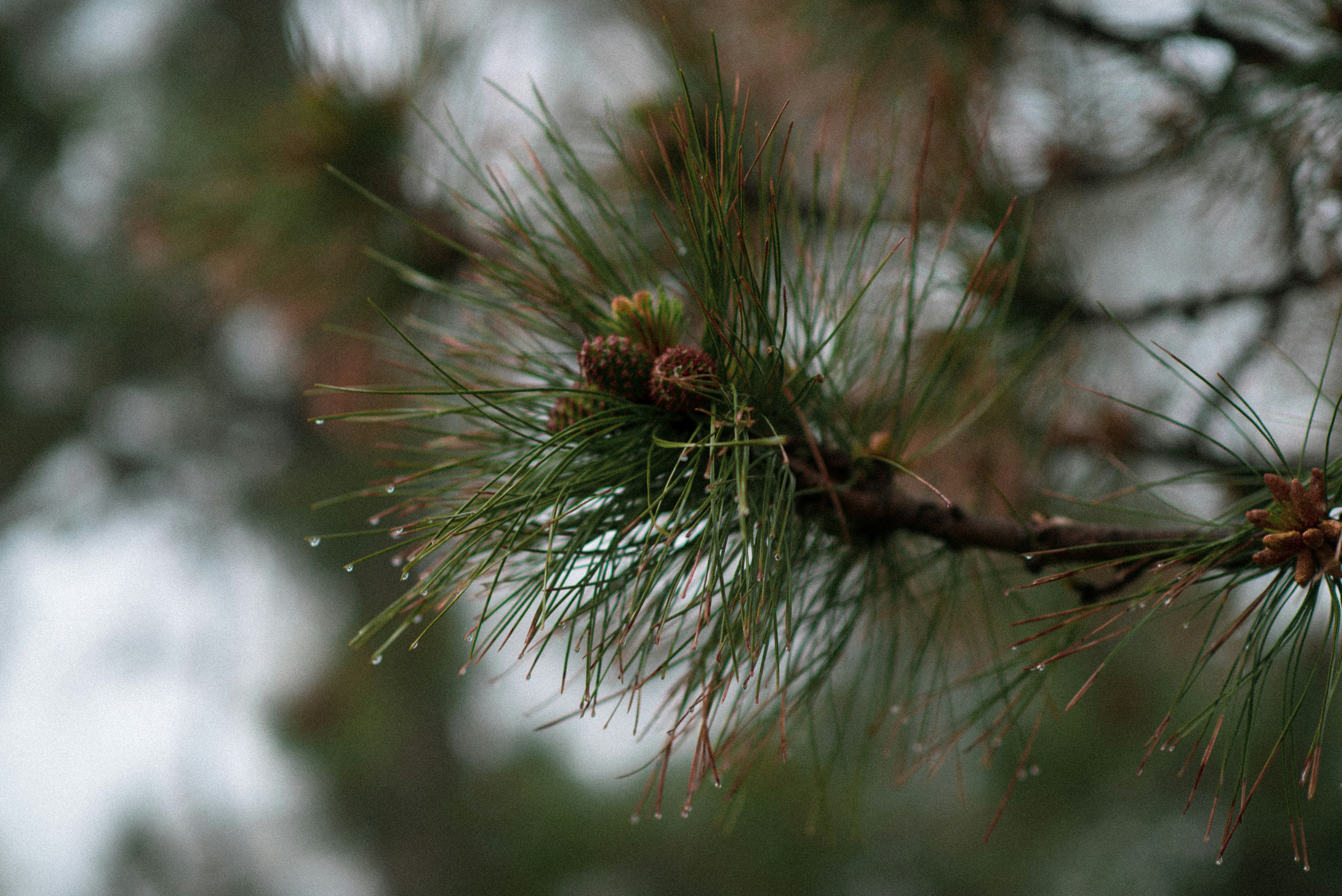 Whispers of Nature: A Pine's Embrace