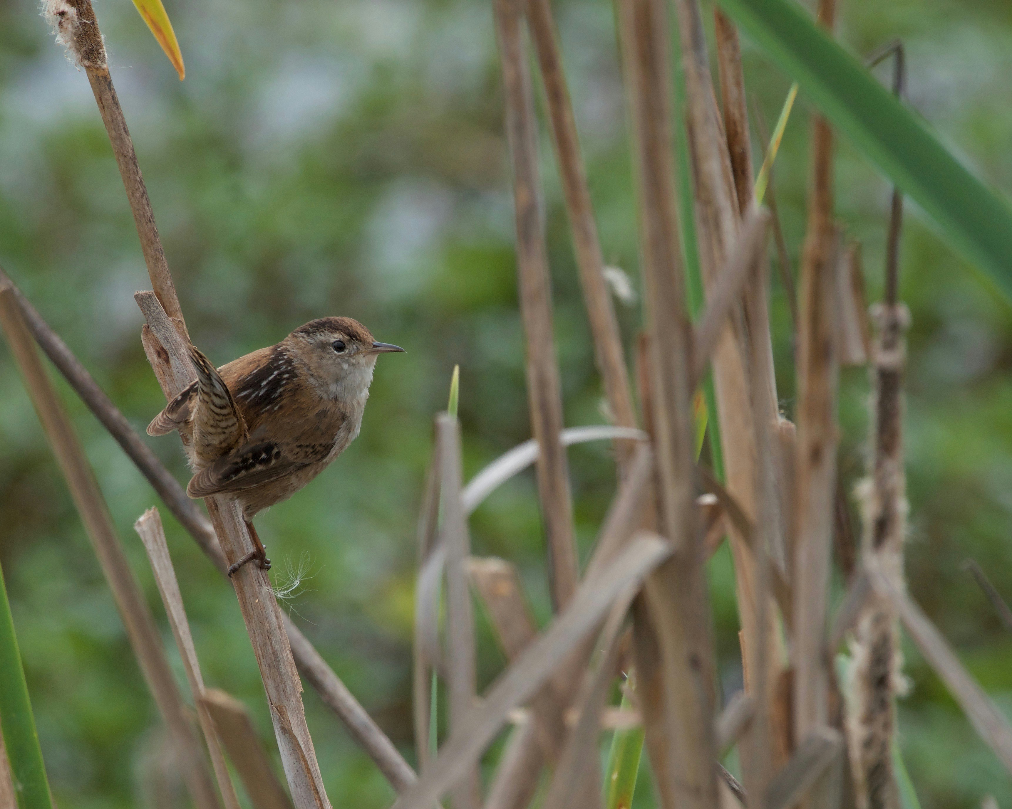Whispers Among the Reeds: A Hidden Avian Gem