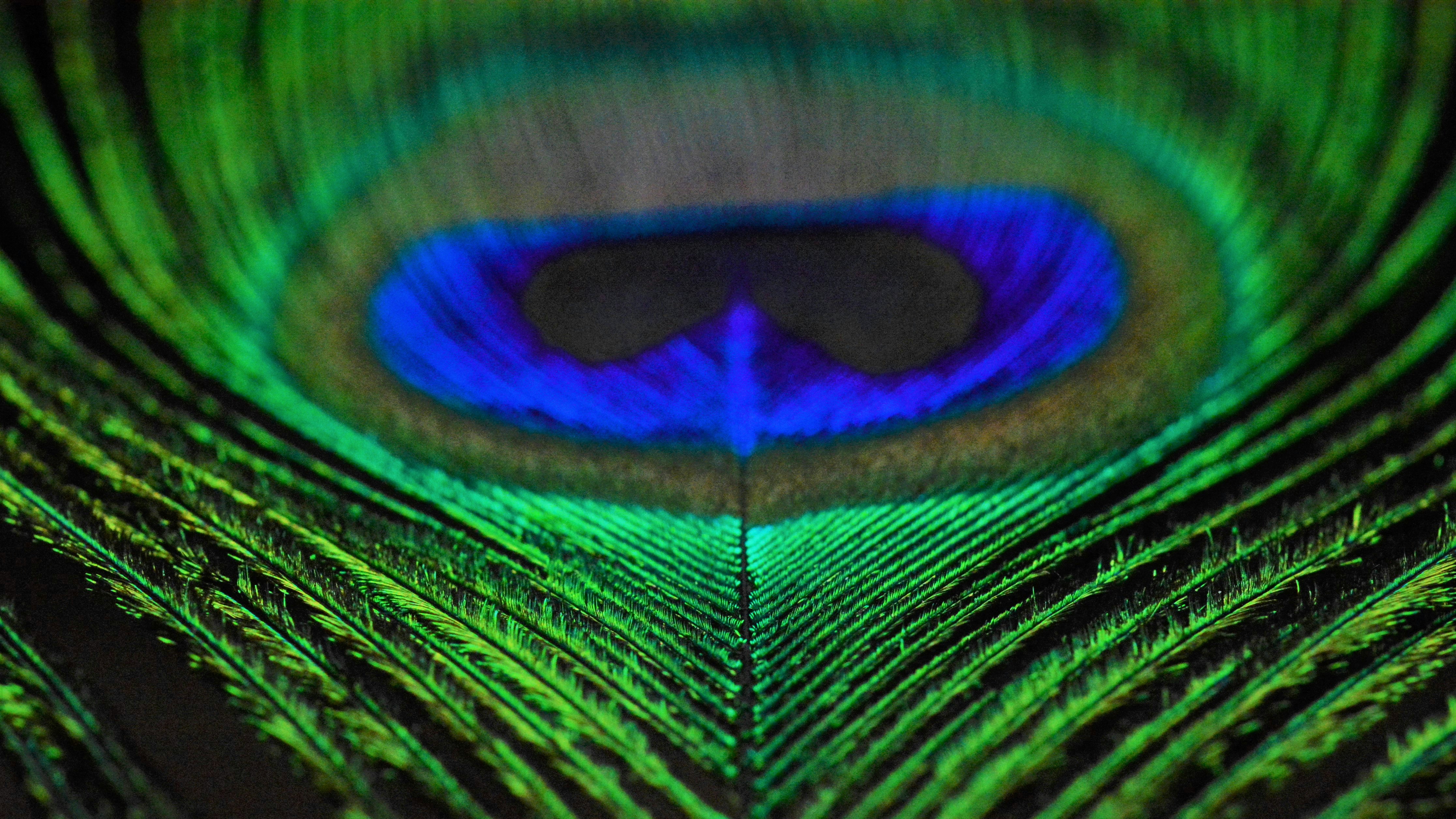 Iridescent Eye of the Peacock: Macro Study of Feather Light