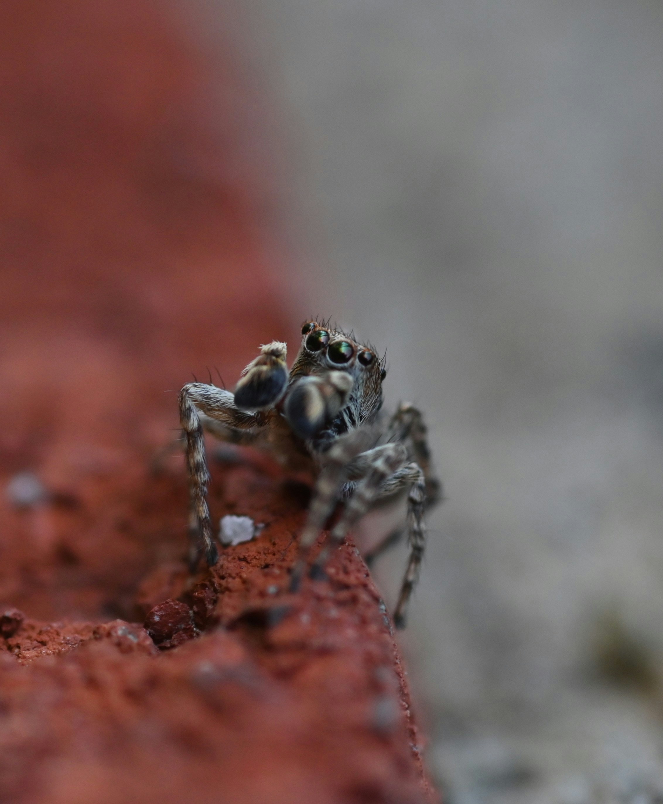 Macro Moment: A Curious Jump on Red Brick