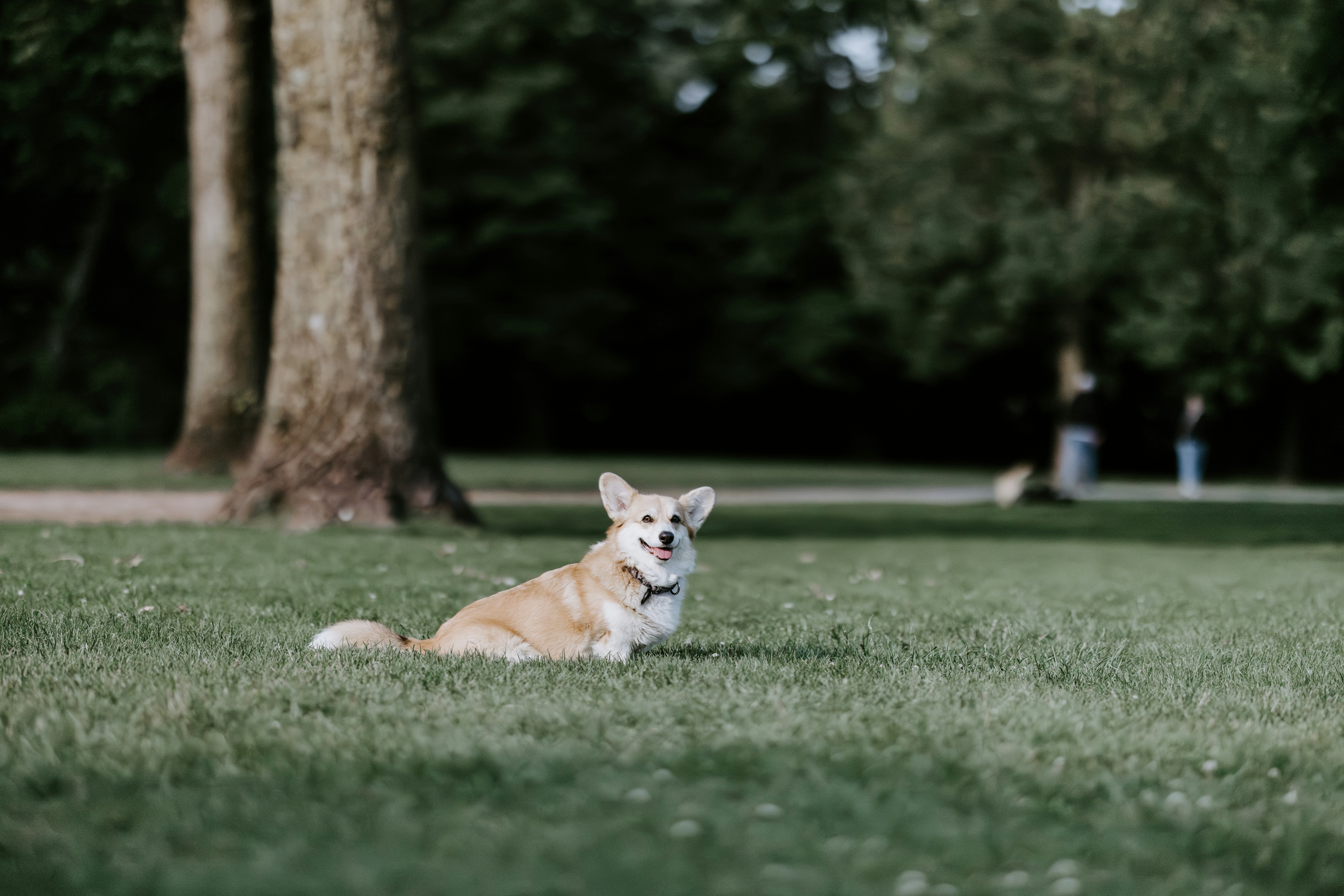 A corgi dog relaxes in a grassy park. photo – Free Animal Image on Unsplash