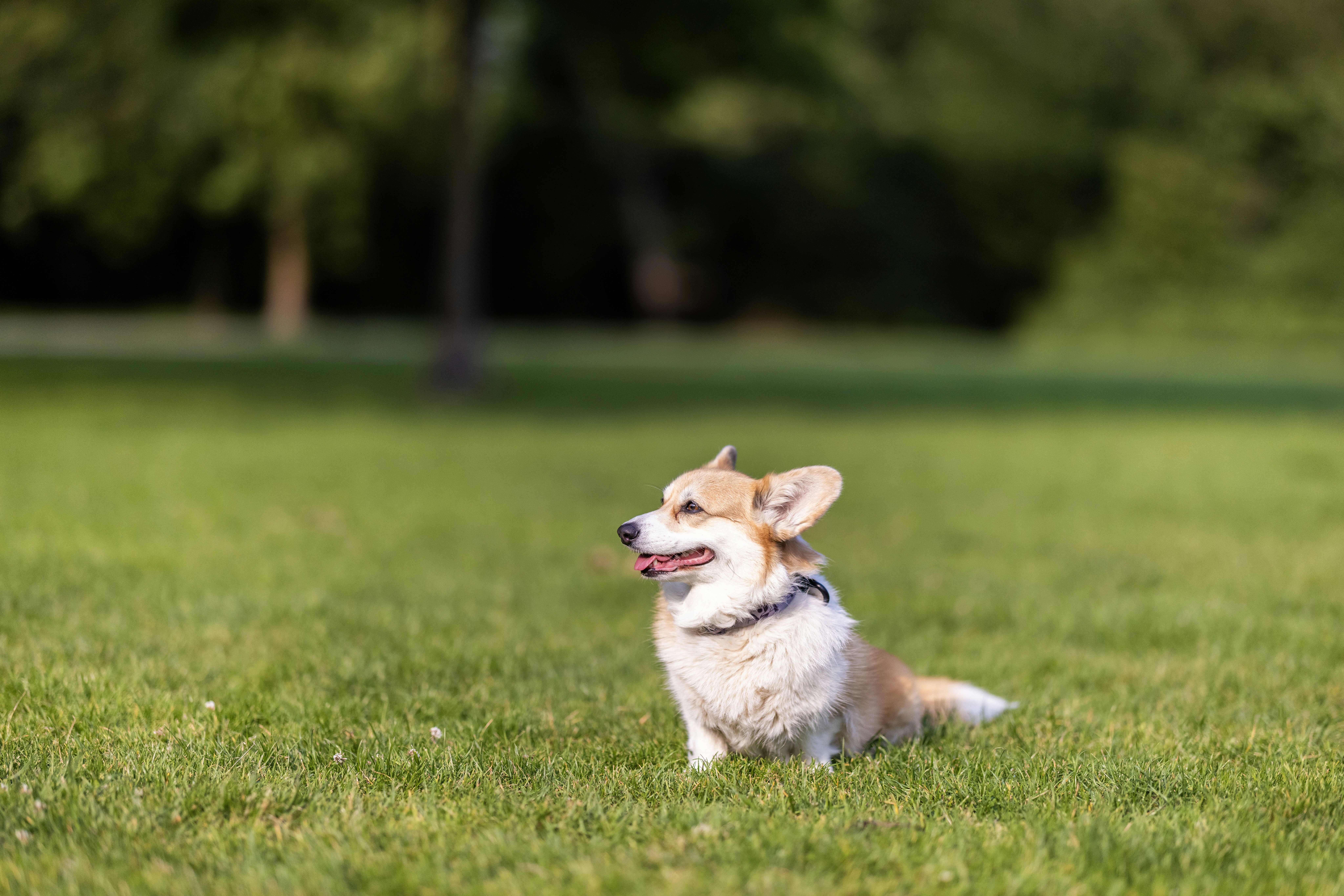 A cute corgi sits happily on green grass. photo – Free Dog Image on ...