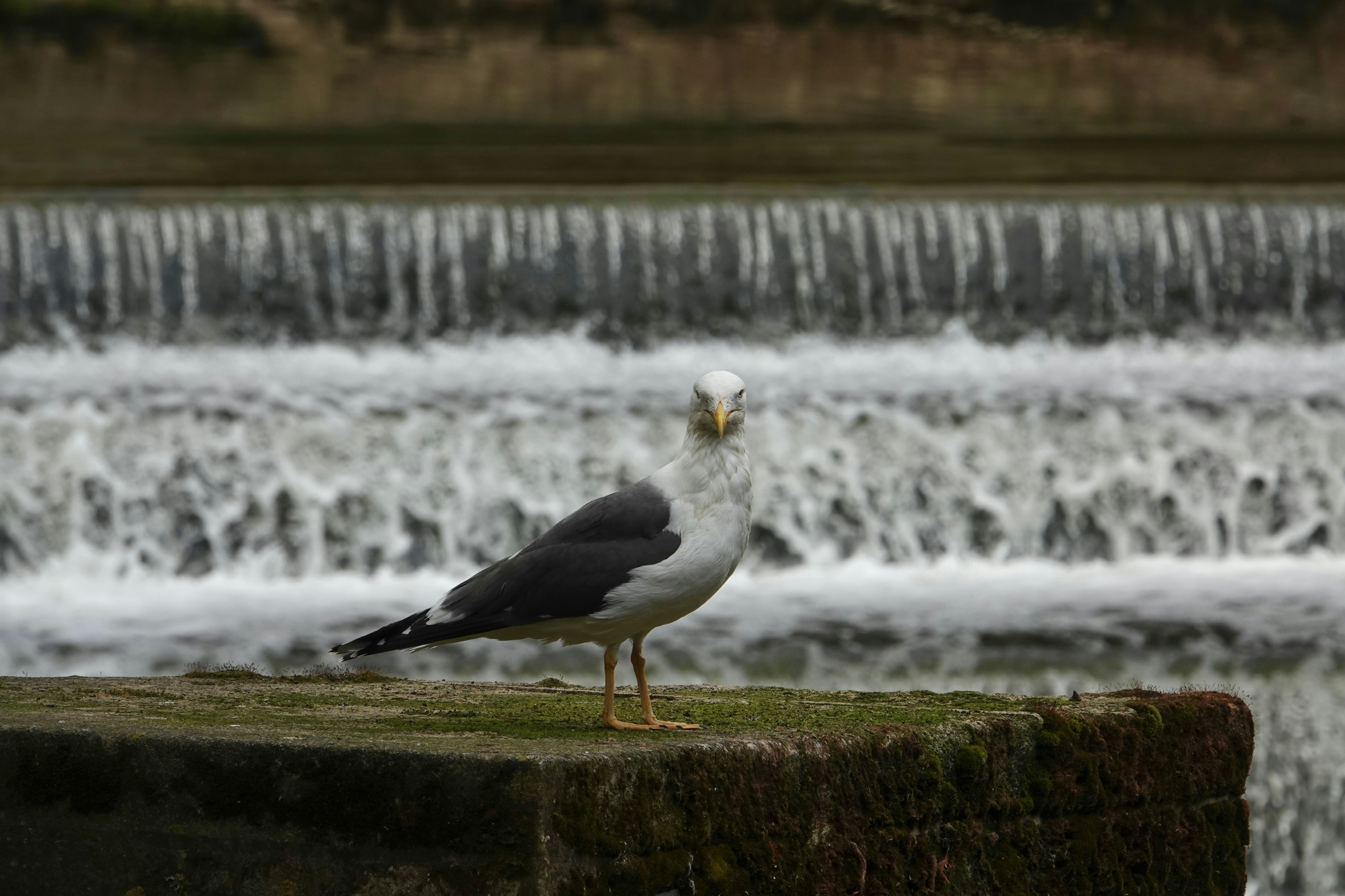 The Watchful Guardian by the Waterfall