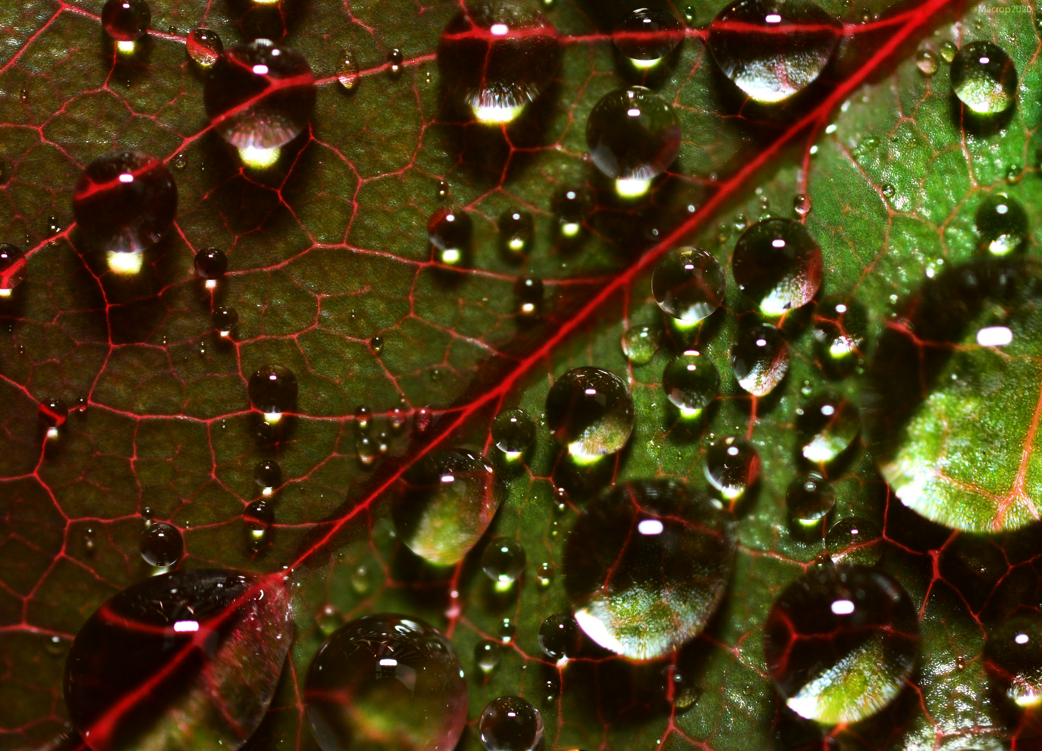 Dew-Crowned Crimson Veins: Macro Leaf Moment