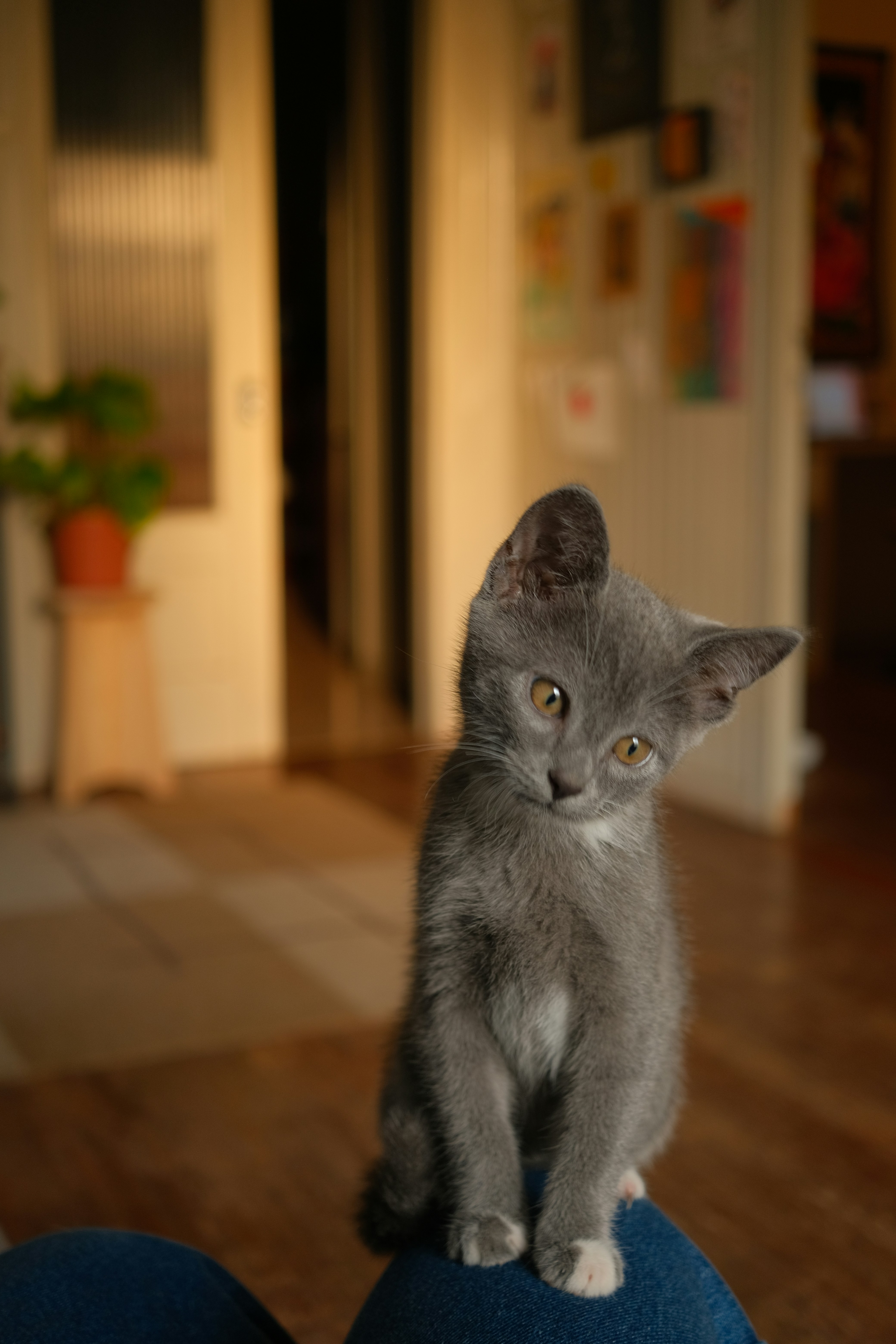 A playful gray kitten tilts its head, gazing curiously while perched on a person's lap. Soft sunlight filters through the background, enhancing the warm atmosphere.